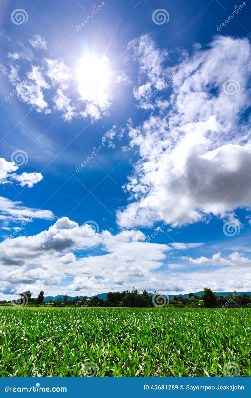 The Sun in the Mid Day Blue Sky and Green Field Stock Image - Image of ...