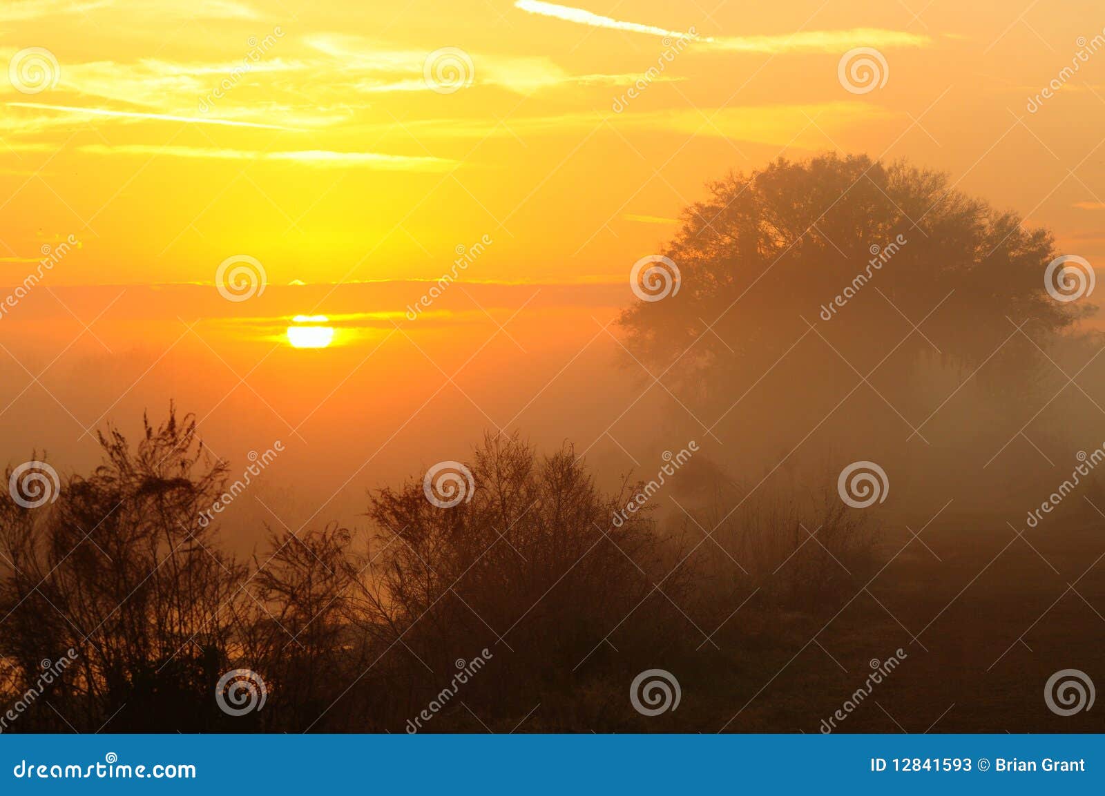 Sun in the mist stock image. Image of trees, submerged - 12841593
