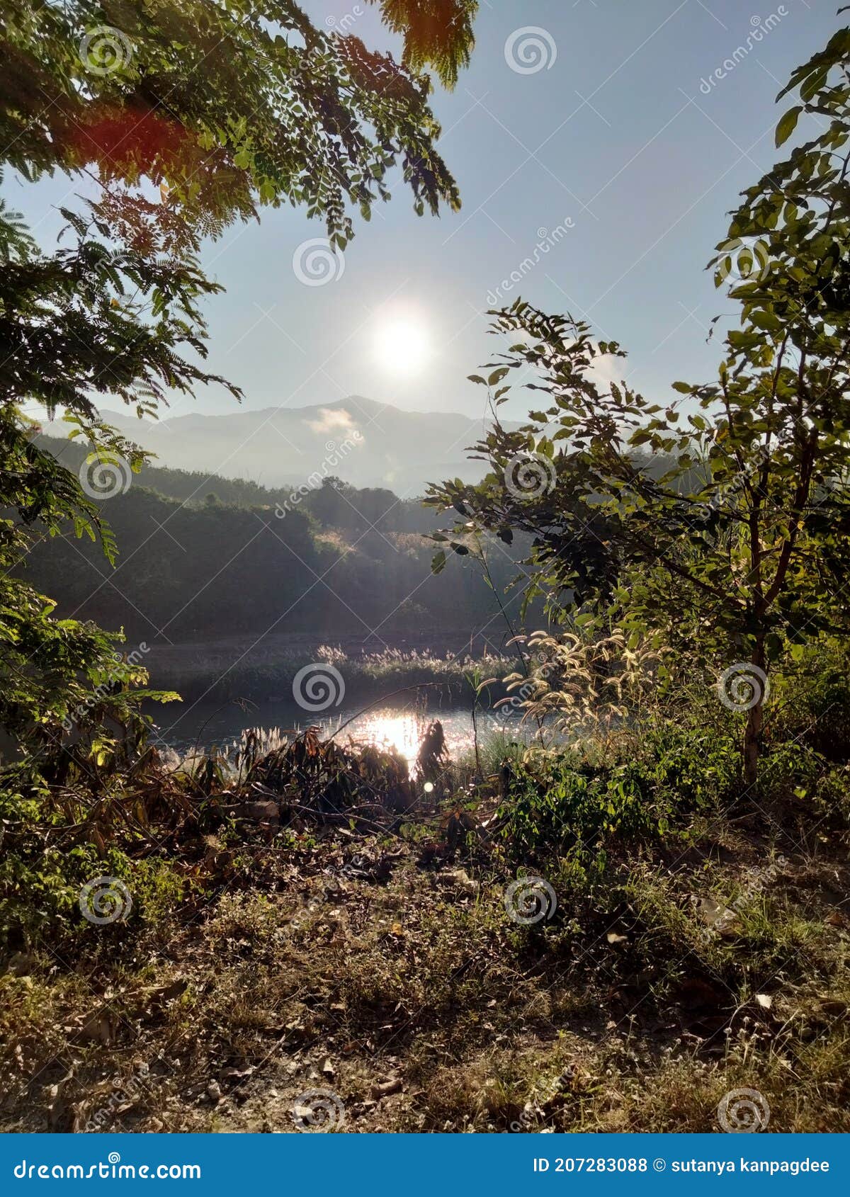 The sun in the morning stock photo. Image of leaf, jungle - 207283088