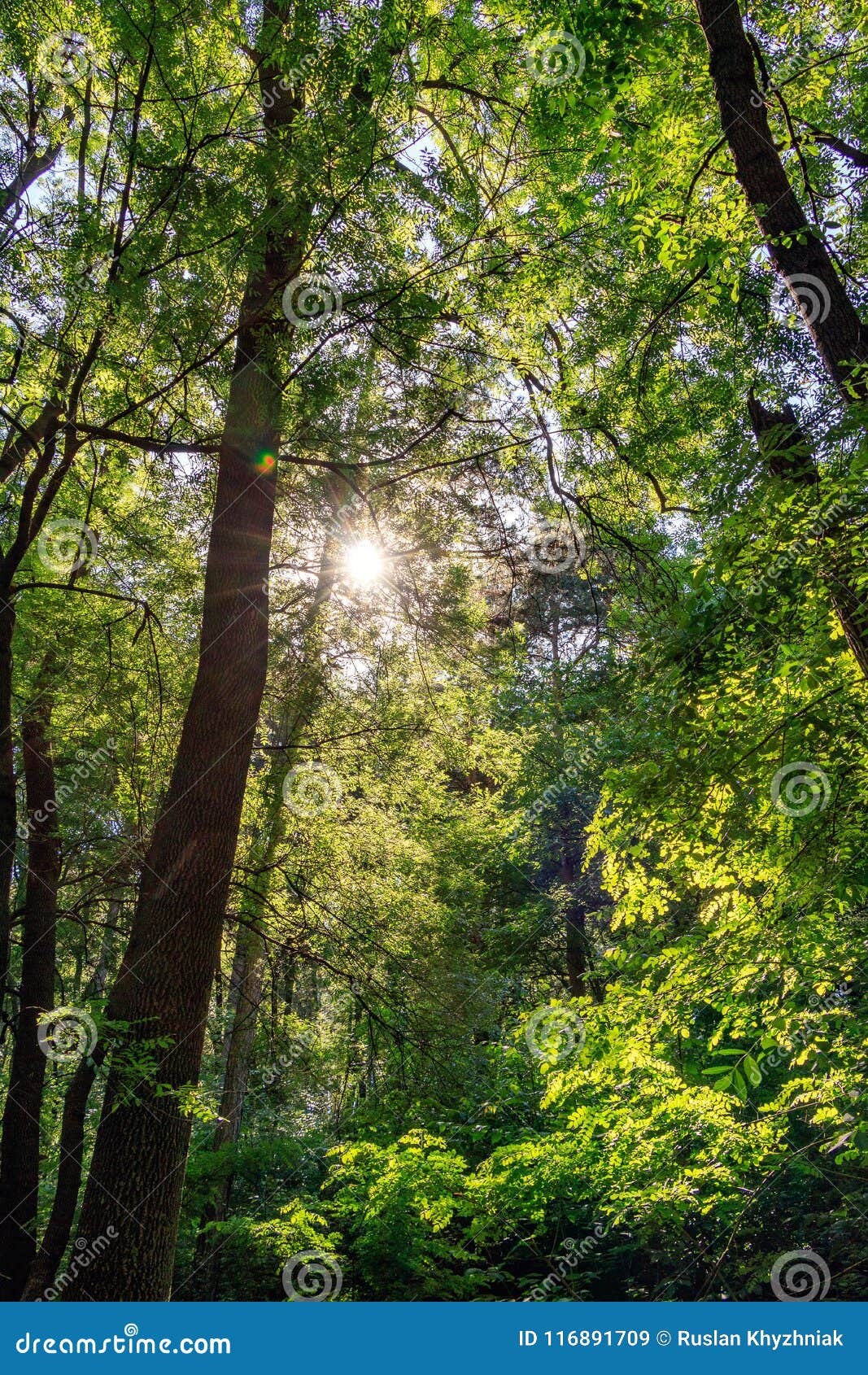 The Sun in the Morning Forest Stock Image - Image of plant, mist: 116891709