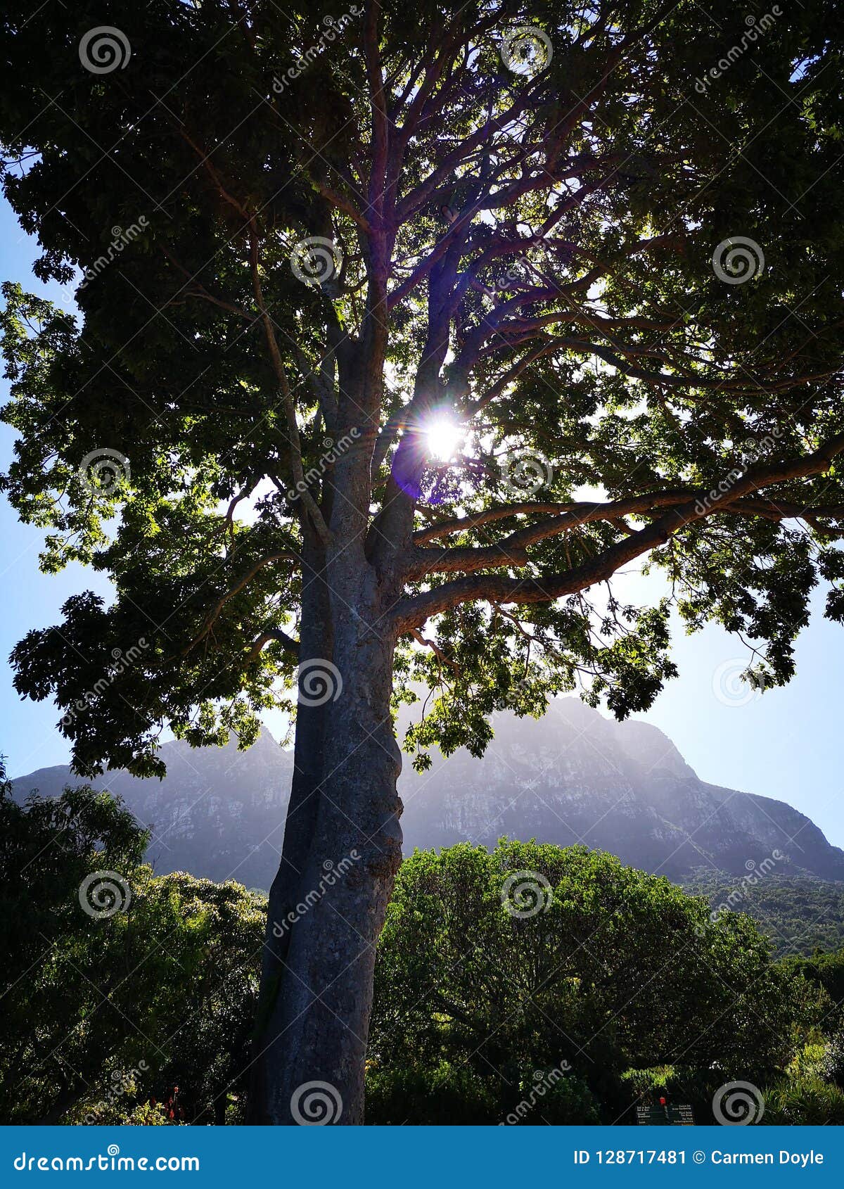 Sun Mountain and tree stock image. Image of mountain - 128717481
