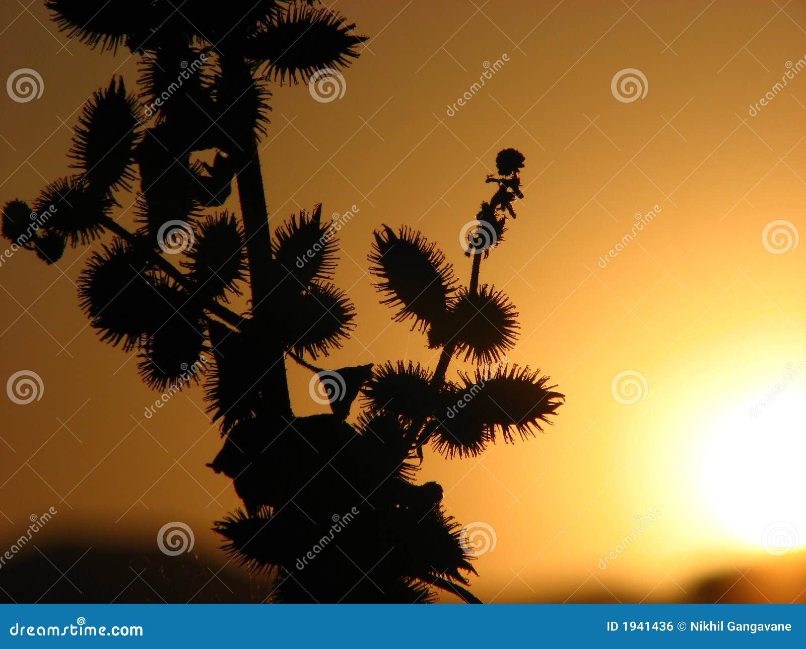 Sun n Spikes stock photo. Image of dark, colours, dazzle - 1941436