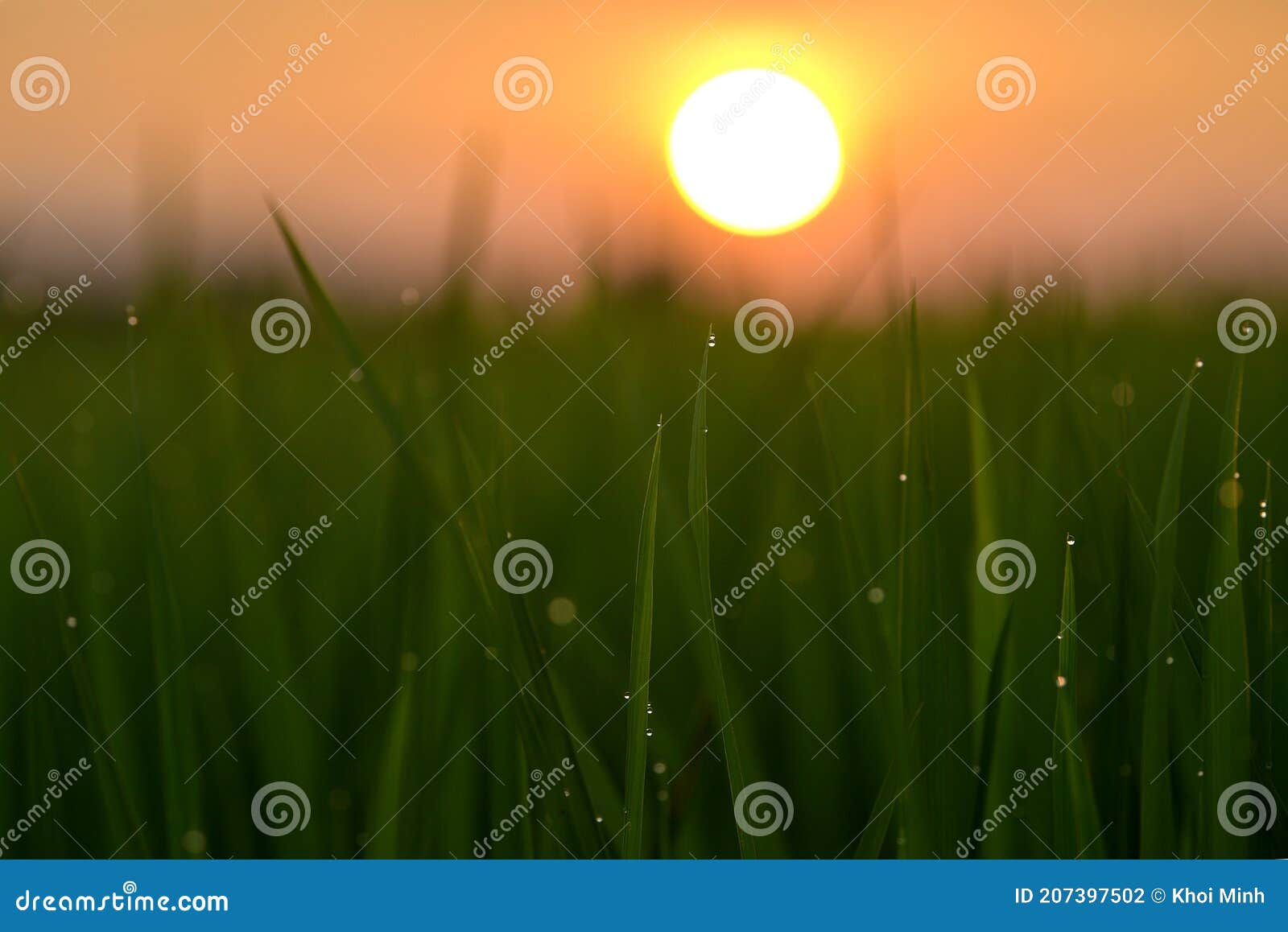 Sun on the noon stock photo. Image of morning, light - 207397502