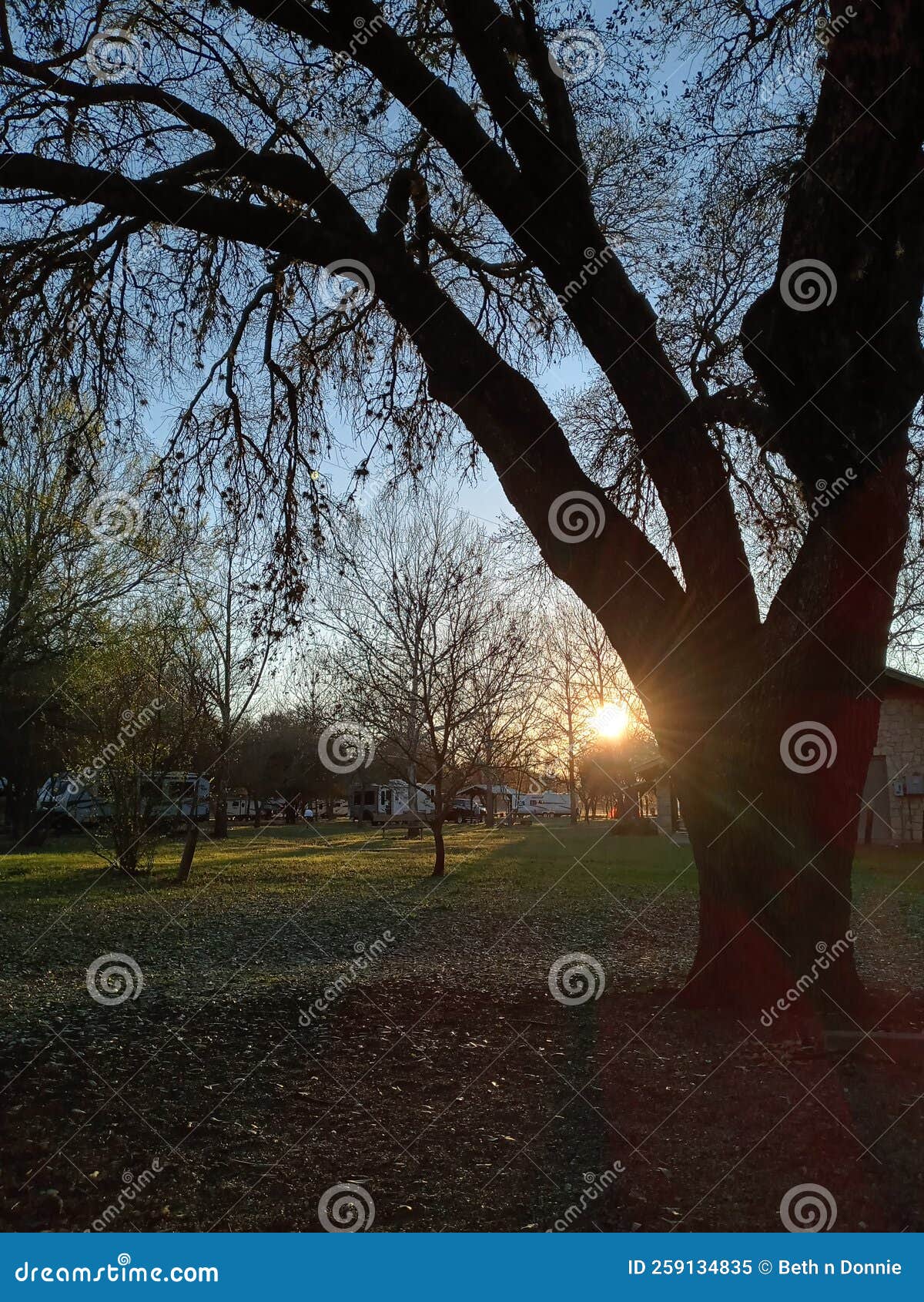 Sun through an Oak Tree in a Campground Stock Image - Image of darkness ...