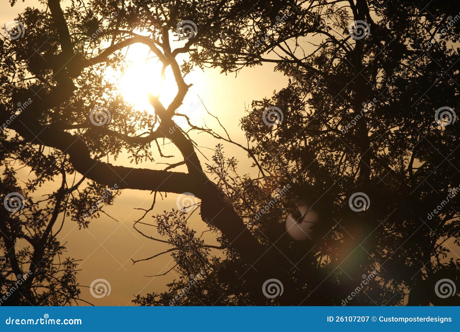 Sun through the Oak Trees II Stock Image - Image of silhouette, tree ...