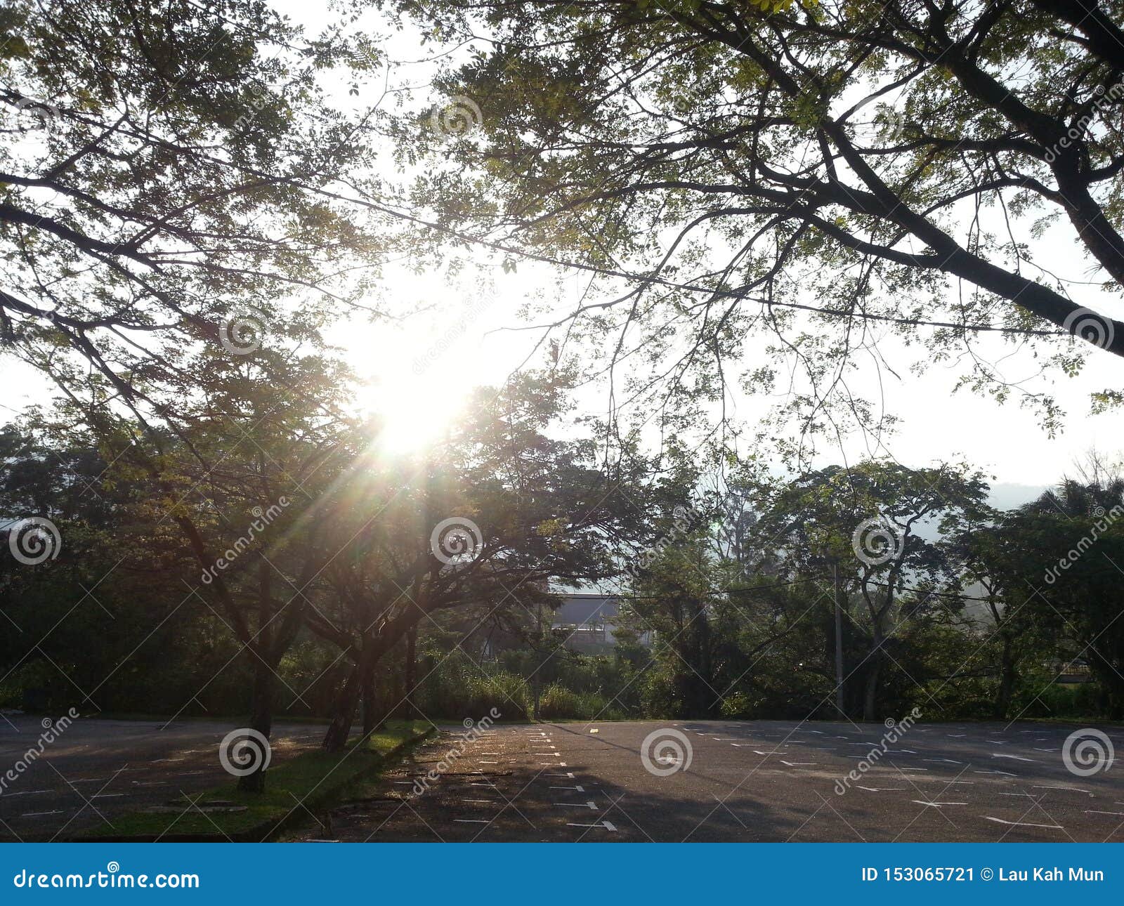 The Sun Open Space Trees Shadow. Stock Image - Image of open, space ...