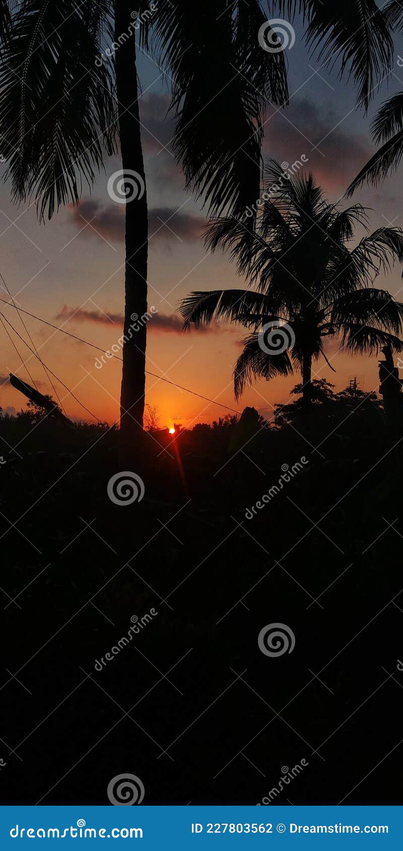 The Sun is Orange stock photo. Image of sunset, tree - 227803562