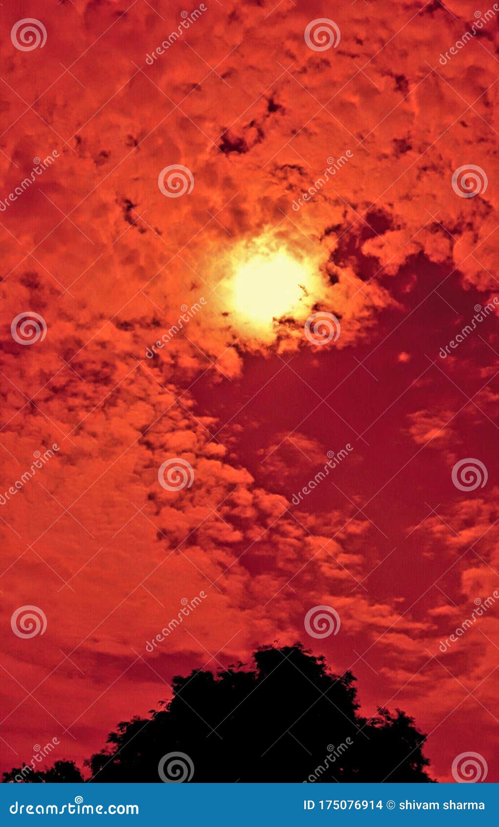 Sun in the orange sky stock photo. Image of trees, tree - 175076914