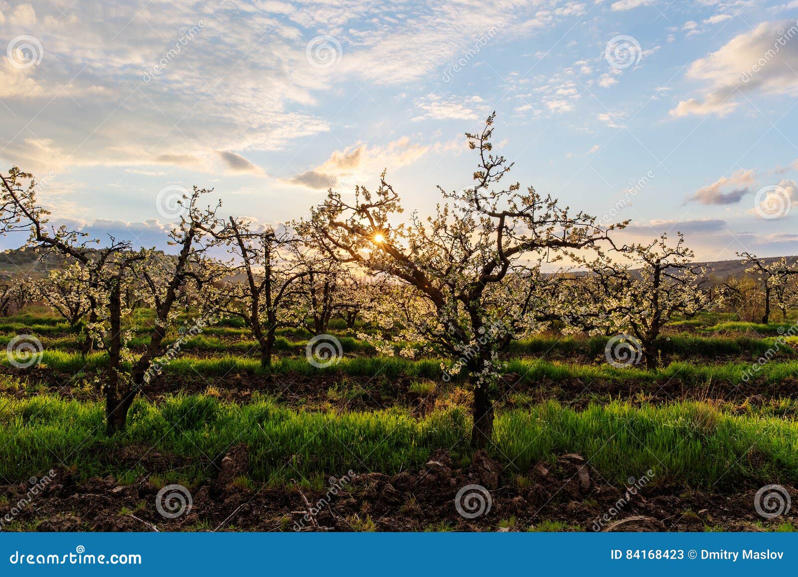 Sun in orchard stock image. Image of growth, flowers - 84168423