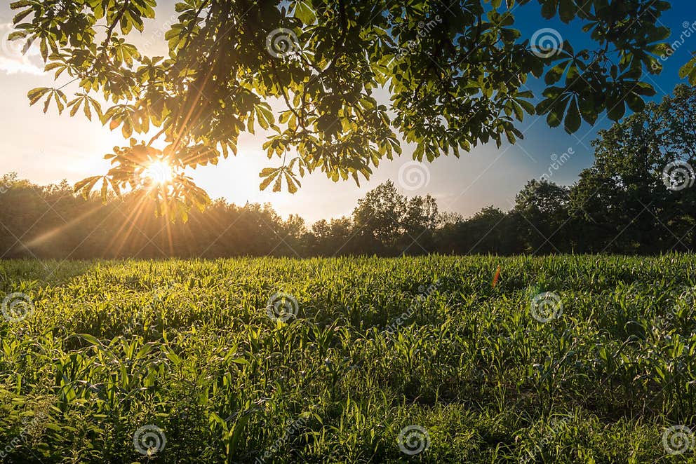 Sun over corn field stock photo. Image of beams, soybean - 90483734