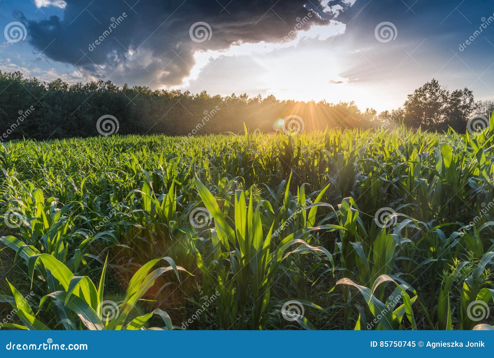 Sun over corn field stock image. Image of morning, sunlight - 85750745