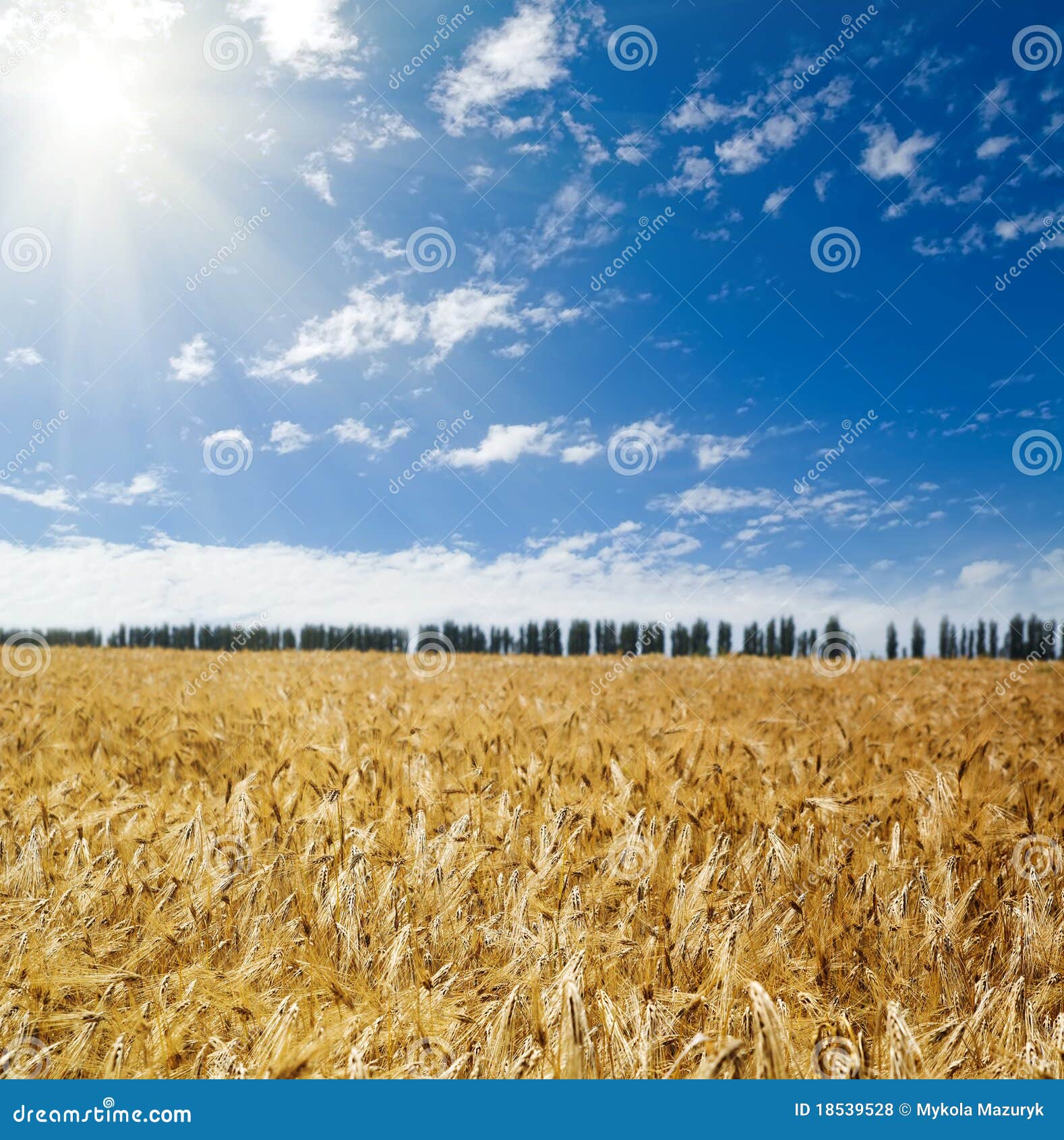 Sun over field stock photo. Image of light, ripe, outdoors - 18539528