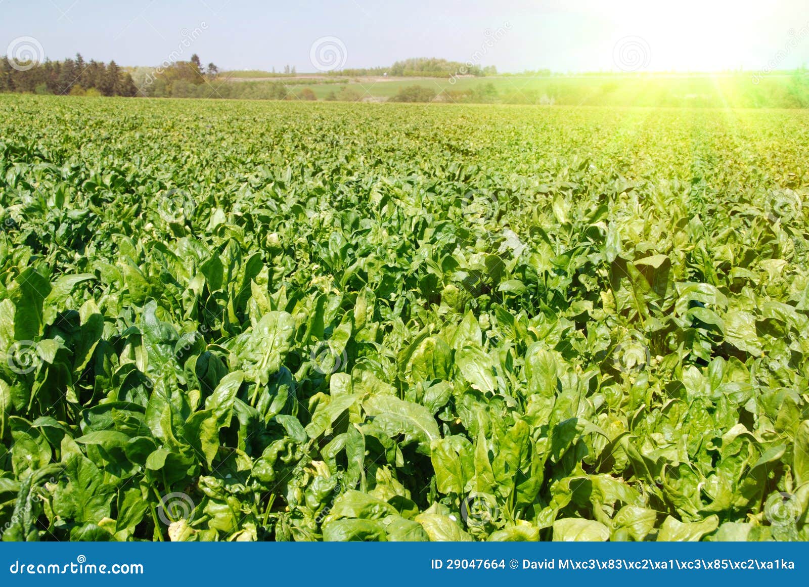 Sun over the field stock photo. Image of grassland, color - 29047664