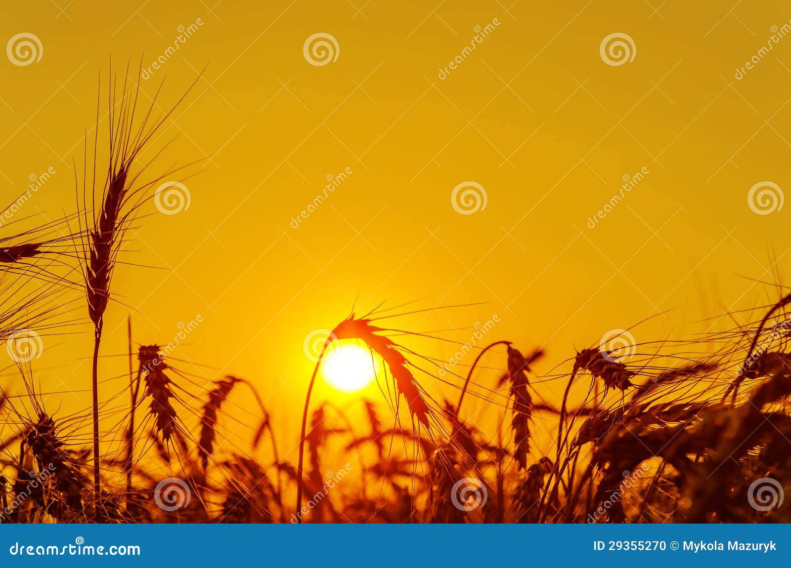 Sun over field in summer stock photo. Image of harvest - 29355270