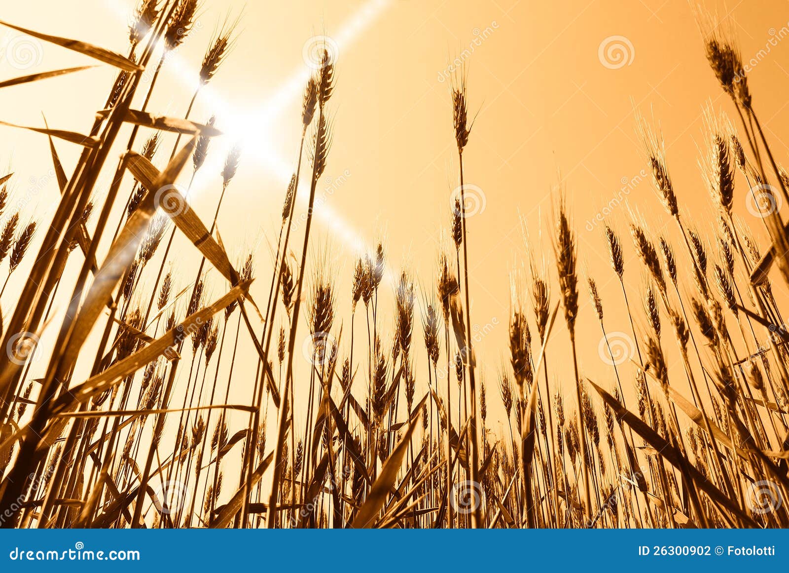 Sun over grain field stock photo. Image of field, bright - 26300902
