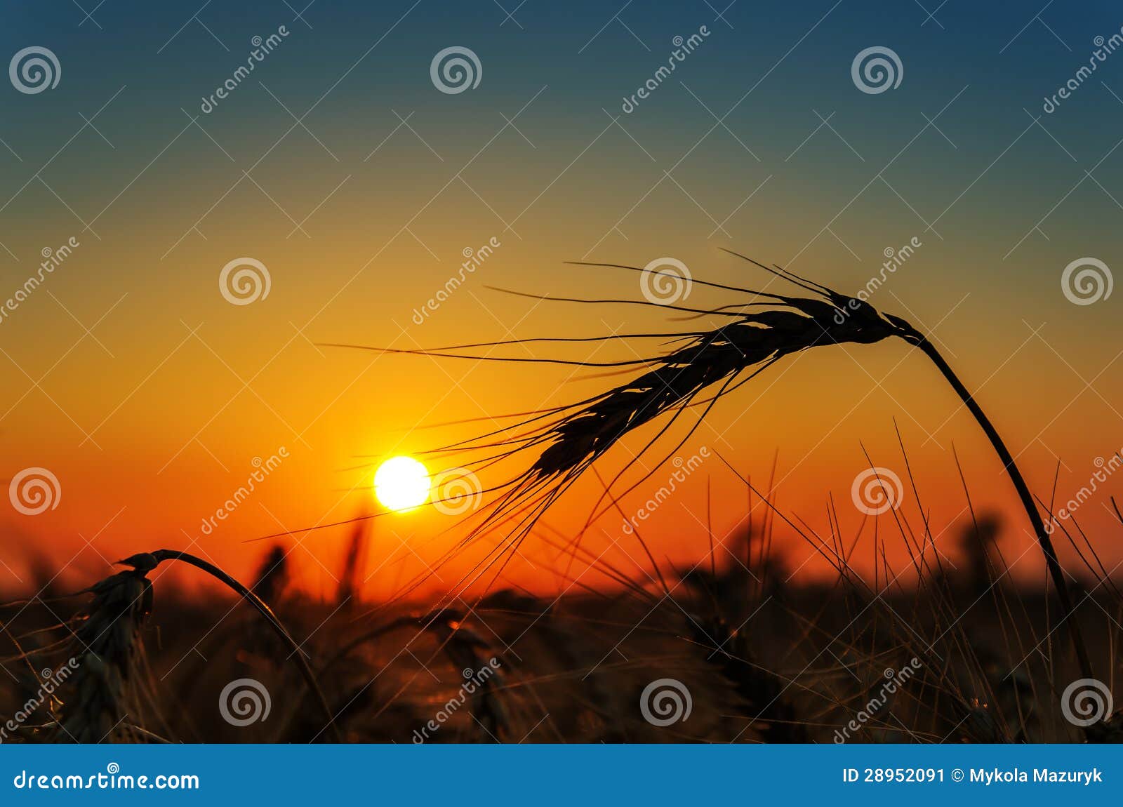 Sun over grain field stock image. Image of land, cultivated - 28952091