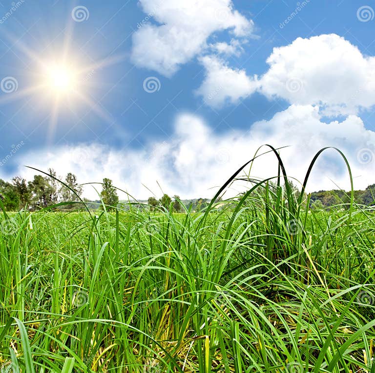 Sun over meadow stock image. Image of outdoor, green, clouds - 8437931