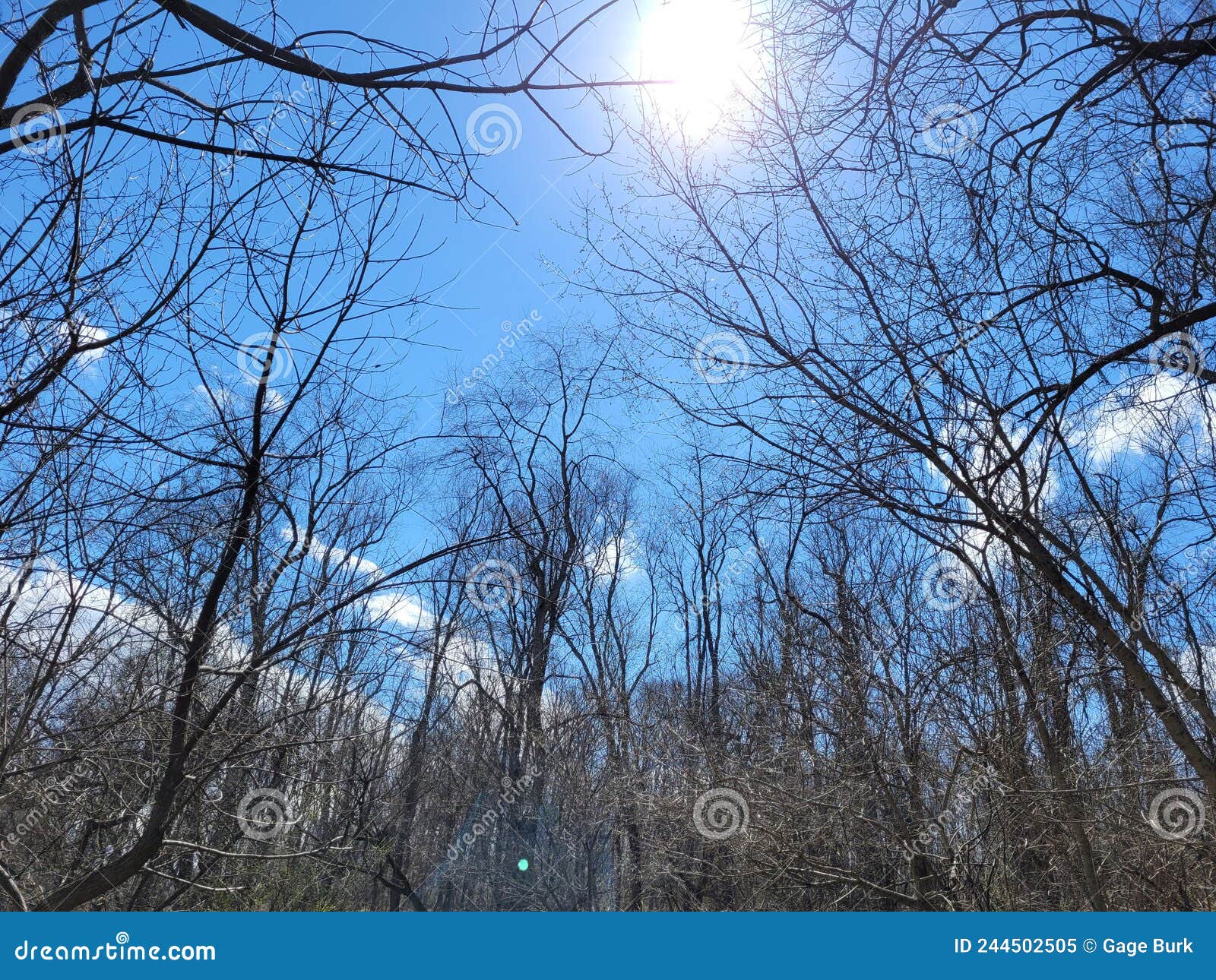 The Sun Over a Sprawling Forest. Stock Image - Image of freezing ...