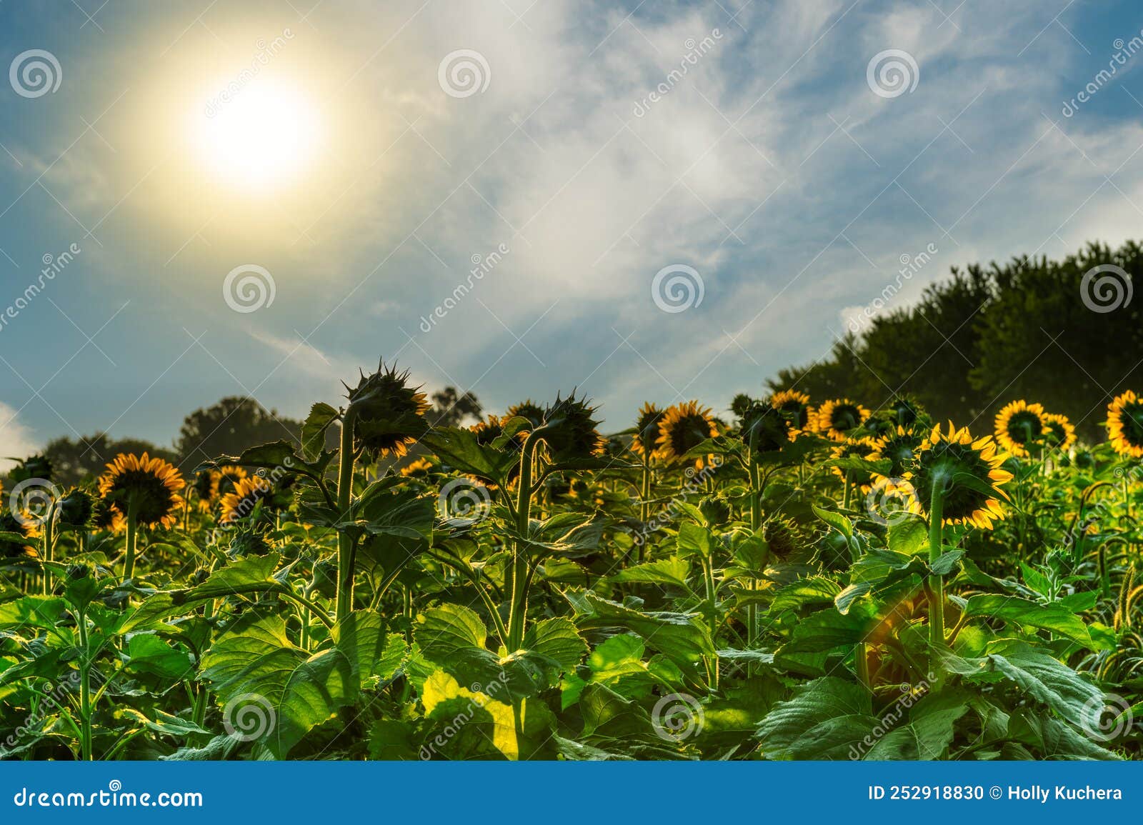 Sun Over Sunflowers in Field Stock Photo - Image of yellow, colorful ...