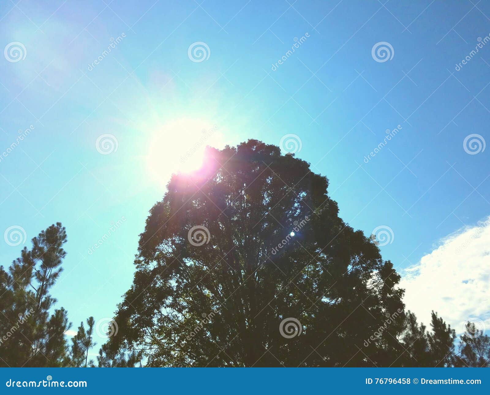 Sun over tree stock photo. Image of tree, blue - 76796458