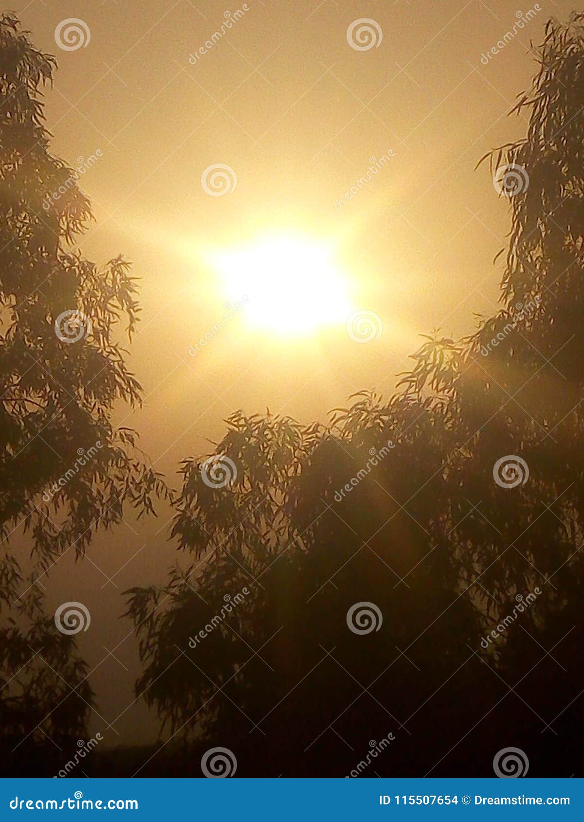 Sun Over Trees in the Evening. Stock Photo - Image of evening, scene ...
