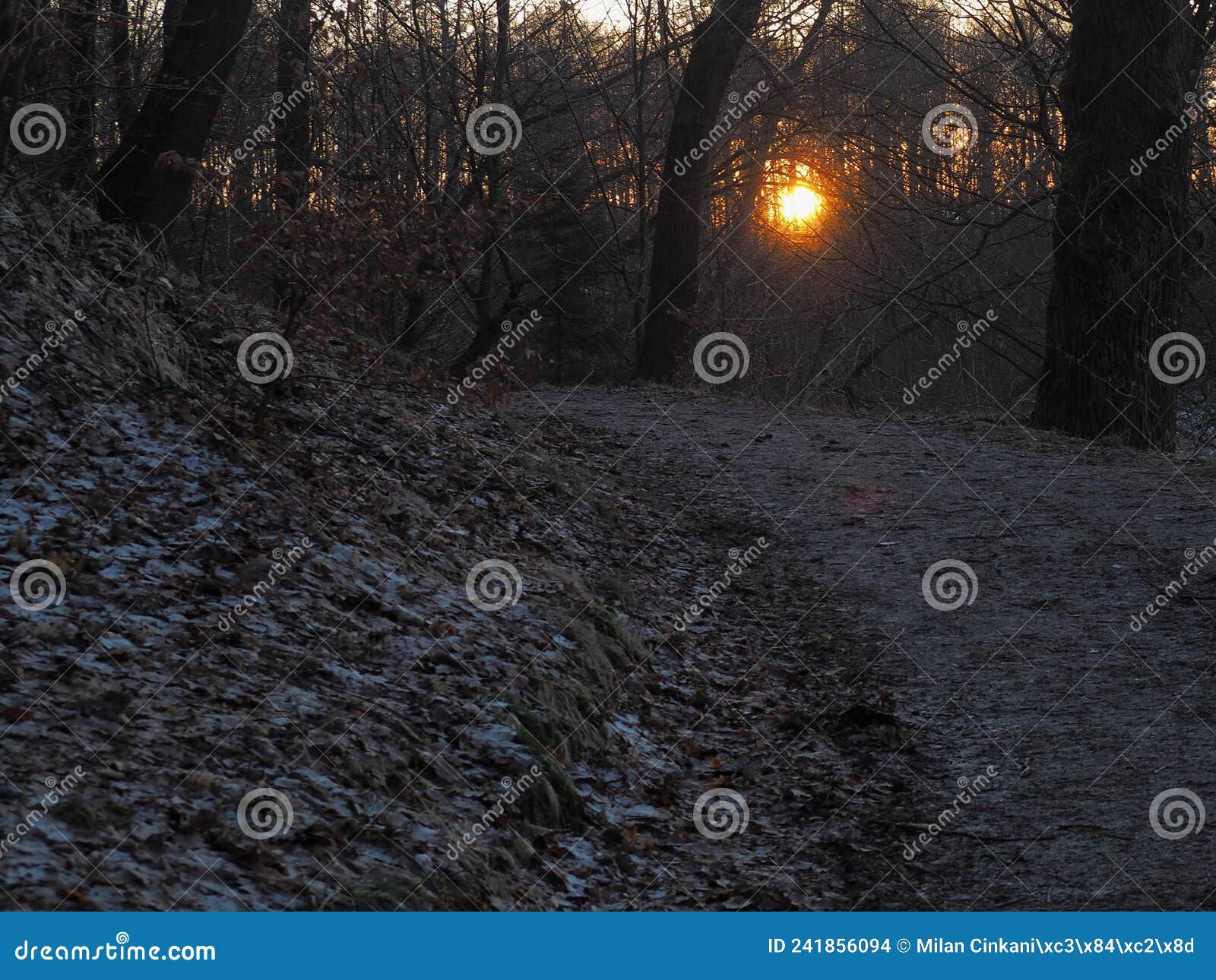 Sun over trees stock photo. Image of screenshot, night - 241856094