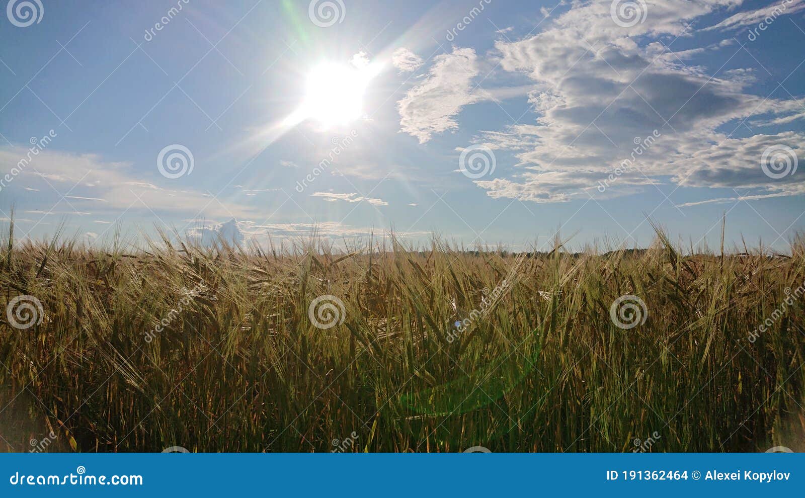 Sun over wheat field stock photo. Image of field, wheat - 191362464