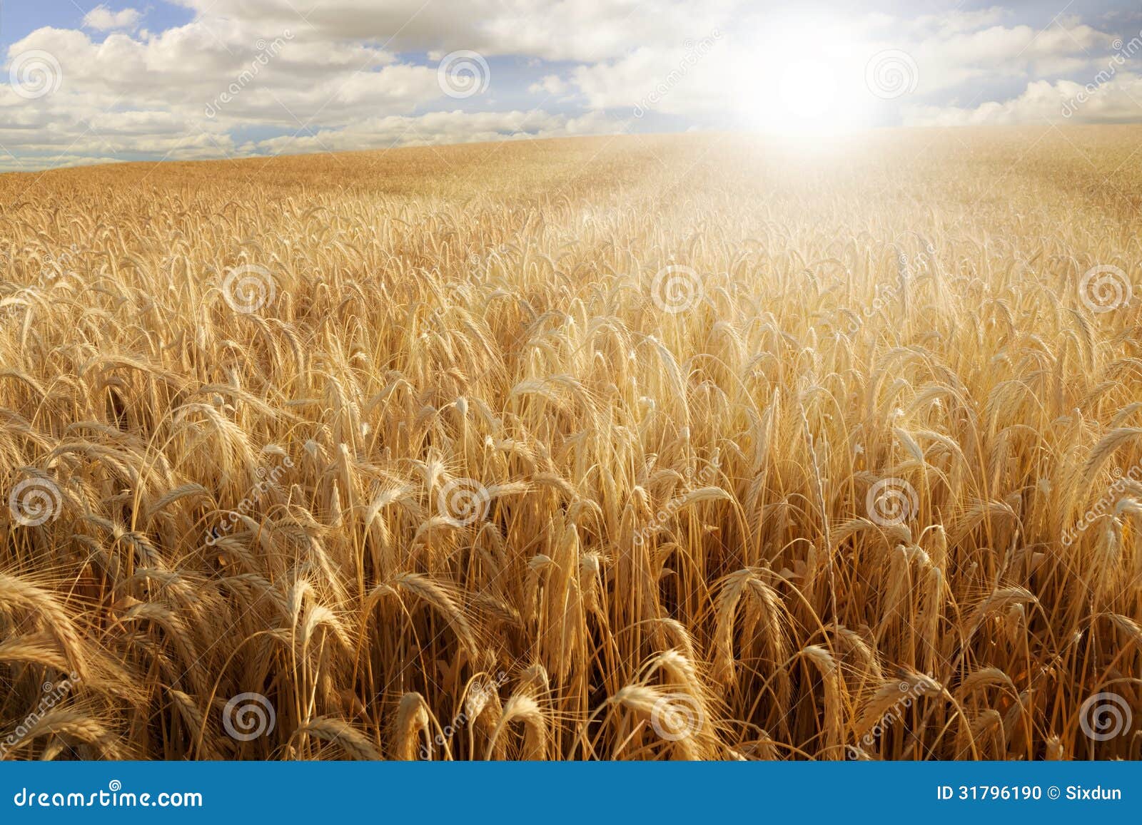 Sun over a wheat field stock photo. Image of bright, organic - 31796190