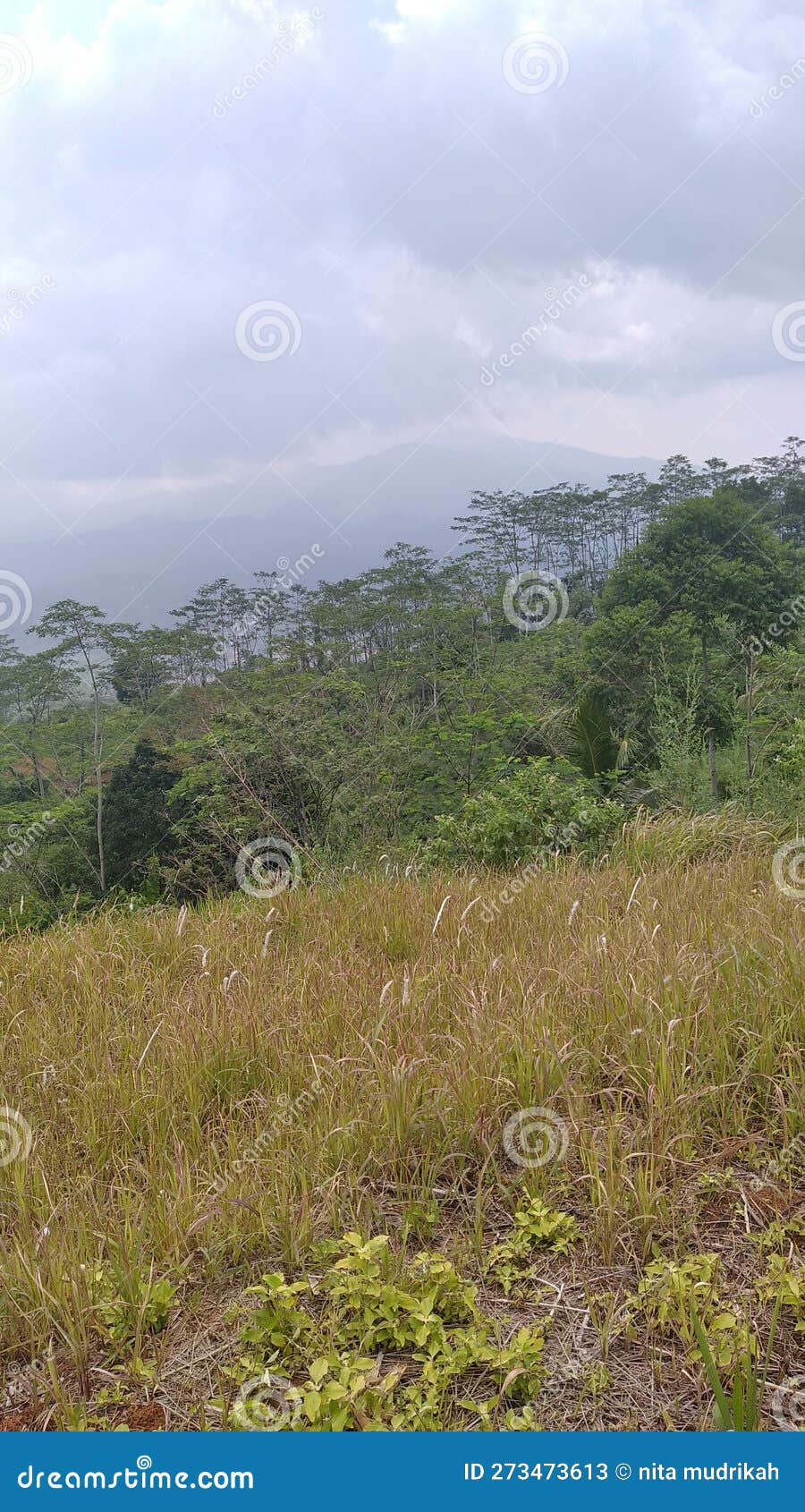 When the Sun is Overhead the Perfect Time To Climb the Leaves Stock ...