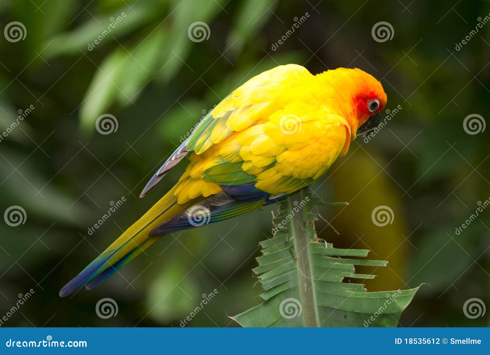 Sun Parakeet stock photo. Image of parakeet, beak, conures - 18535612