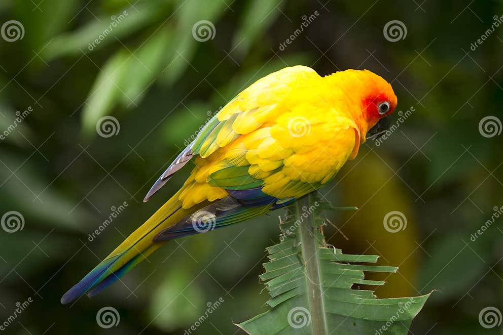 Sun Parakeet stock photo. Image of parakeet, beak, conures - 18535612