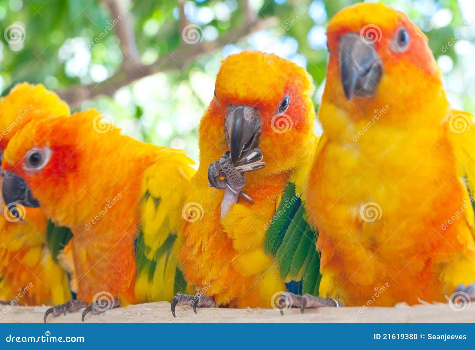 Sun Parakeet stock photo. Image of eating, yellow, feather - 21619380