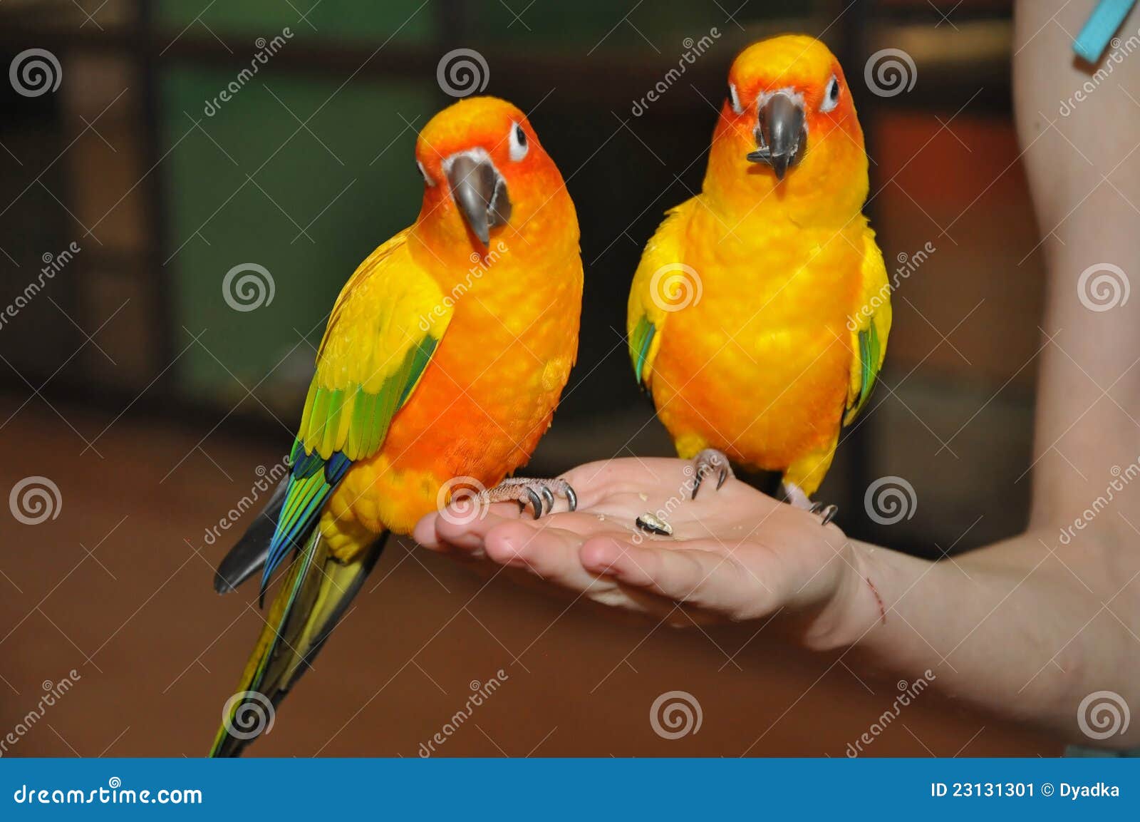 Sun Parakeet stock image. Image of parakeet, bond, seeds - 23131301