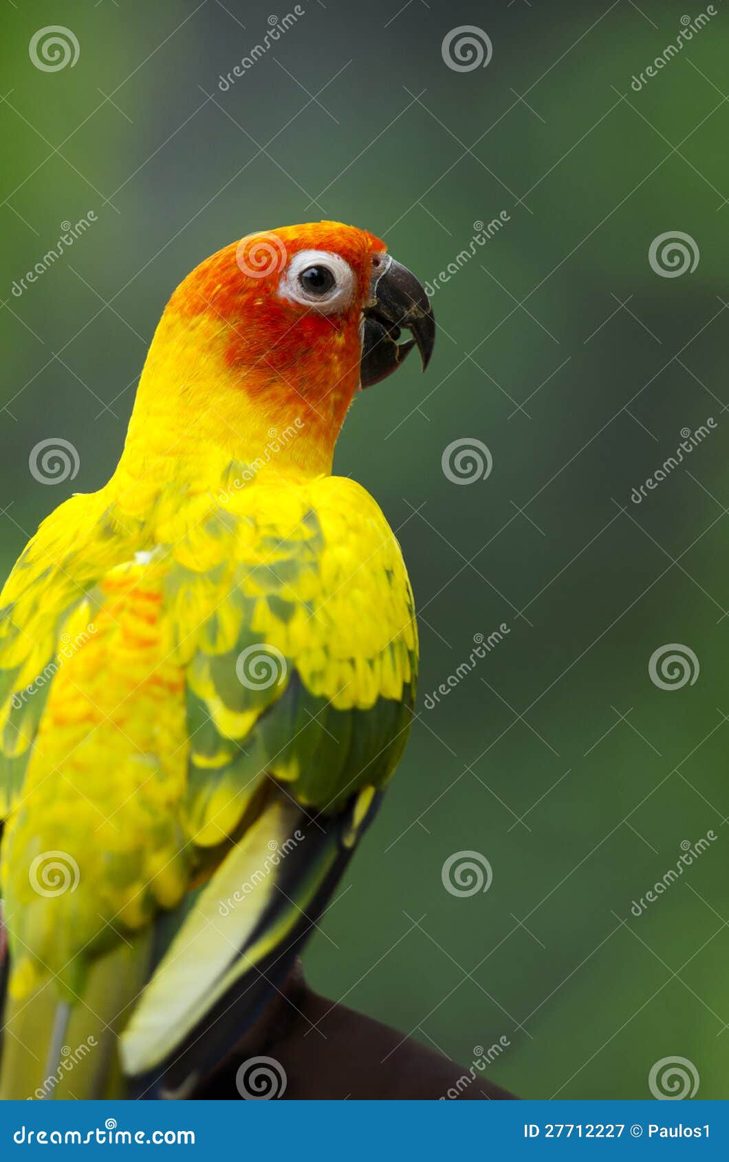 Sun Parakeet stock image. Image of solstitialis, aratinga - 27712227