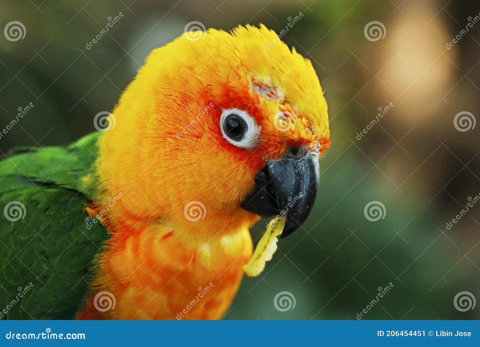 The Sun Parakeet, Also Known in Aviculture As the Sun Conure Stock ...