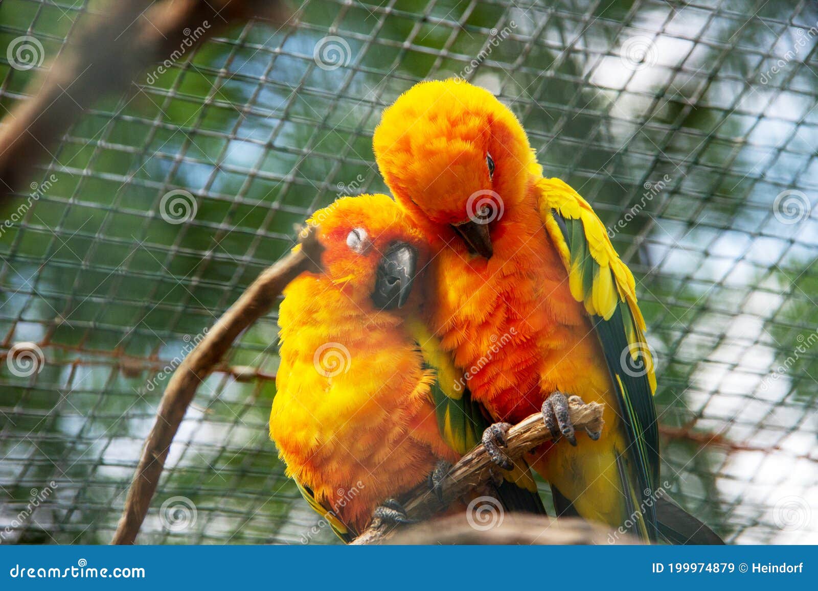 Sun Parakeet, Also Known In Aviculture As The Sun Conure, Aratinga ...