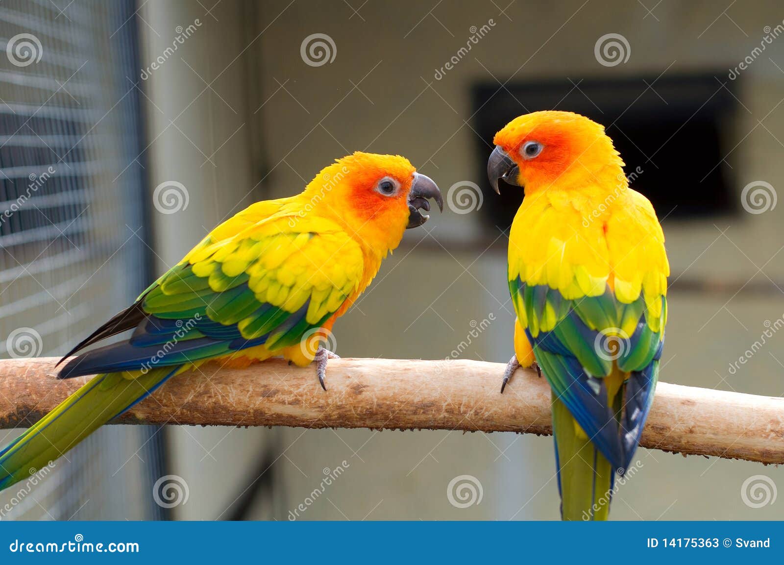 Sun Parakeet. Aratinga Solstitialis Stock Image - Image of living ...