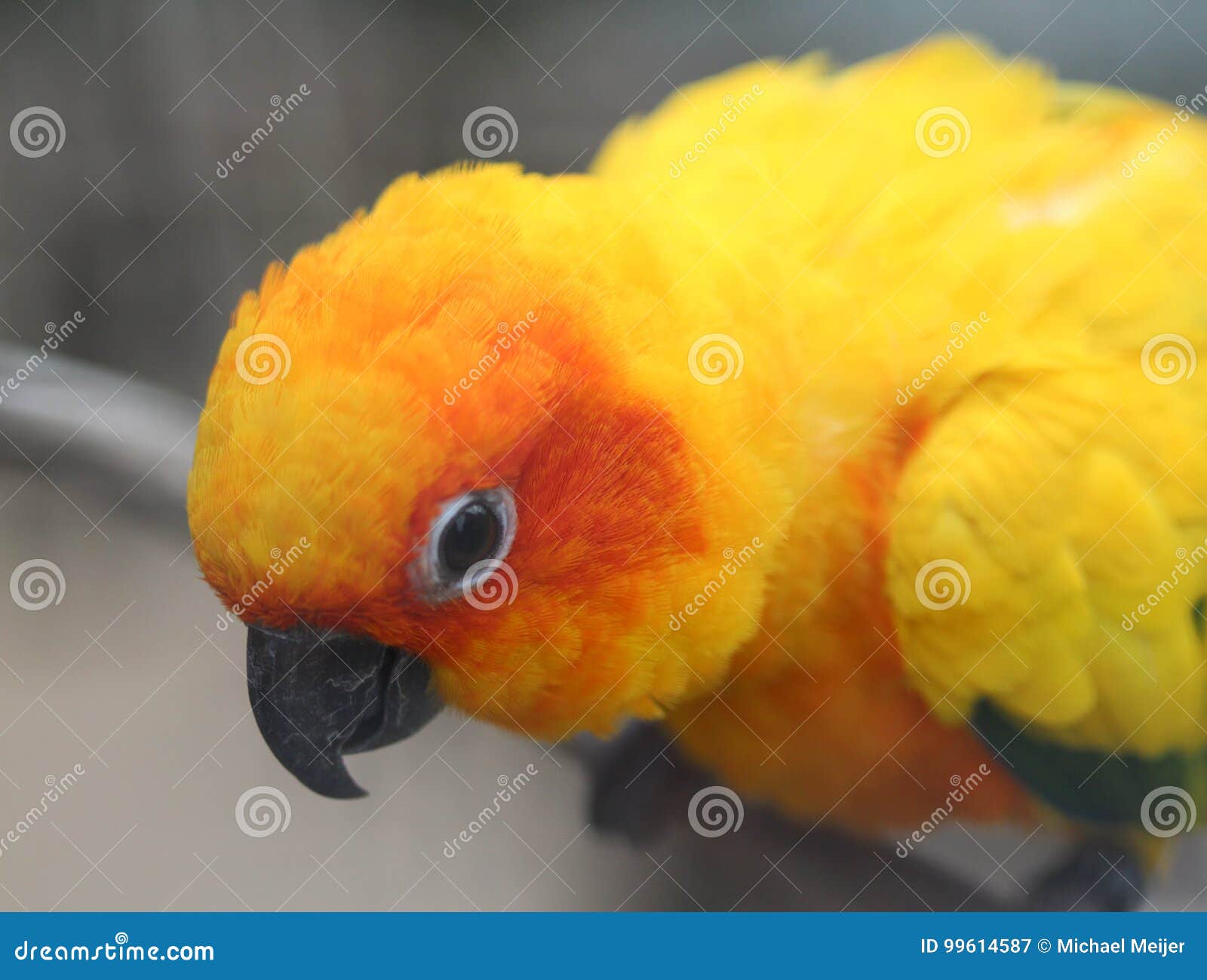 Sun Parakeet Aratinga Solstitialis Stock Image - Image of bird ...