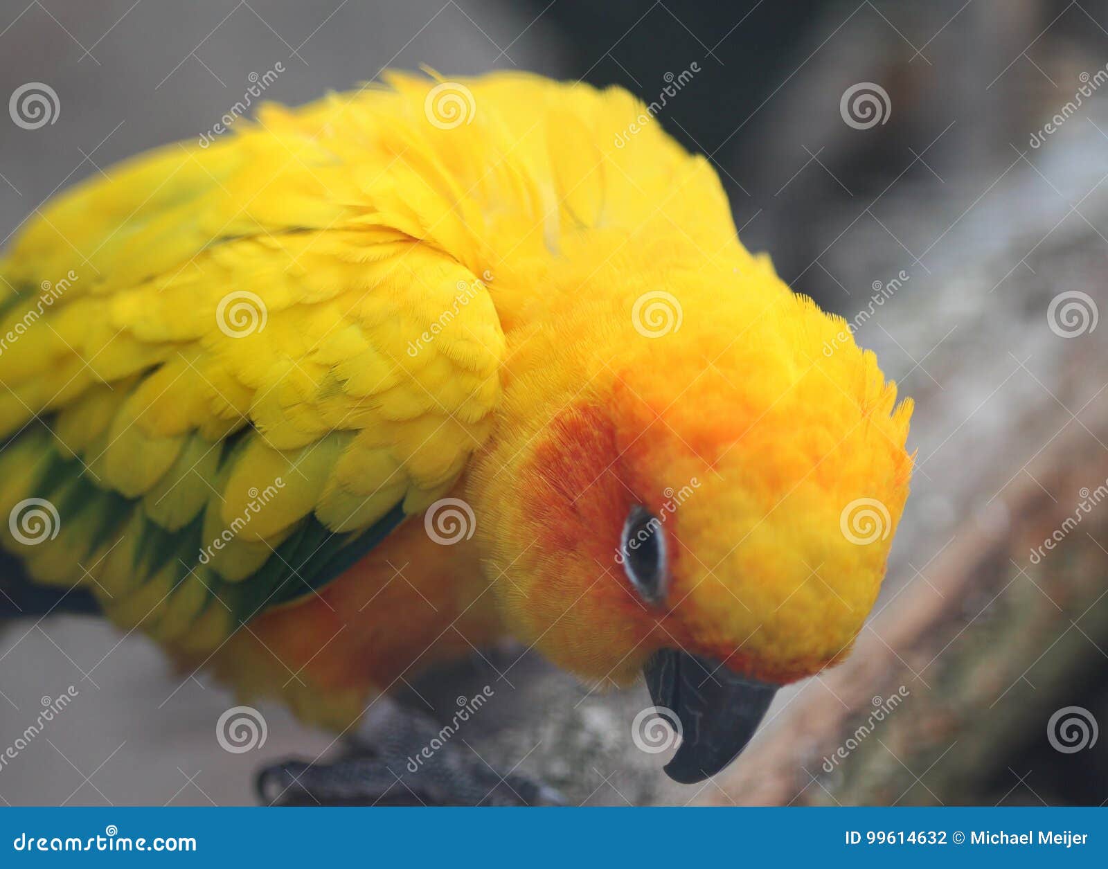 Sun Parakeet Aratinga Solstitialis Stock Photo - Image of cute, feet ...
