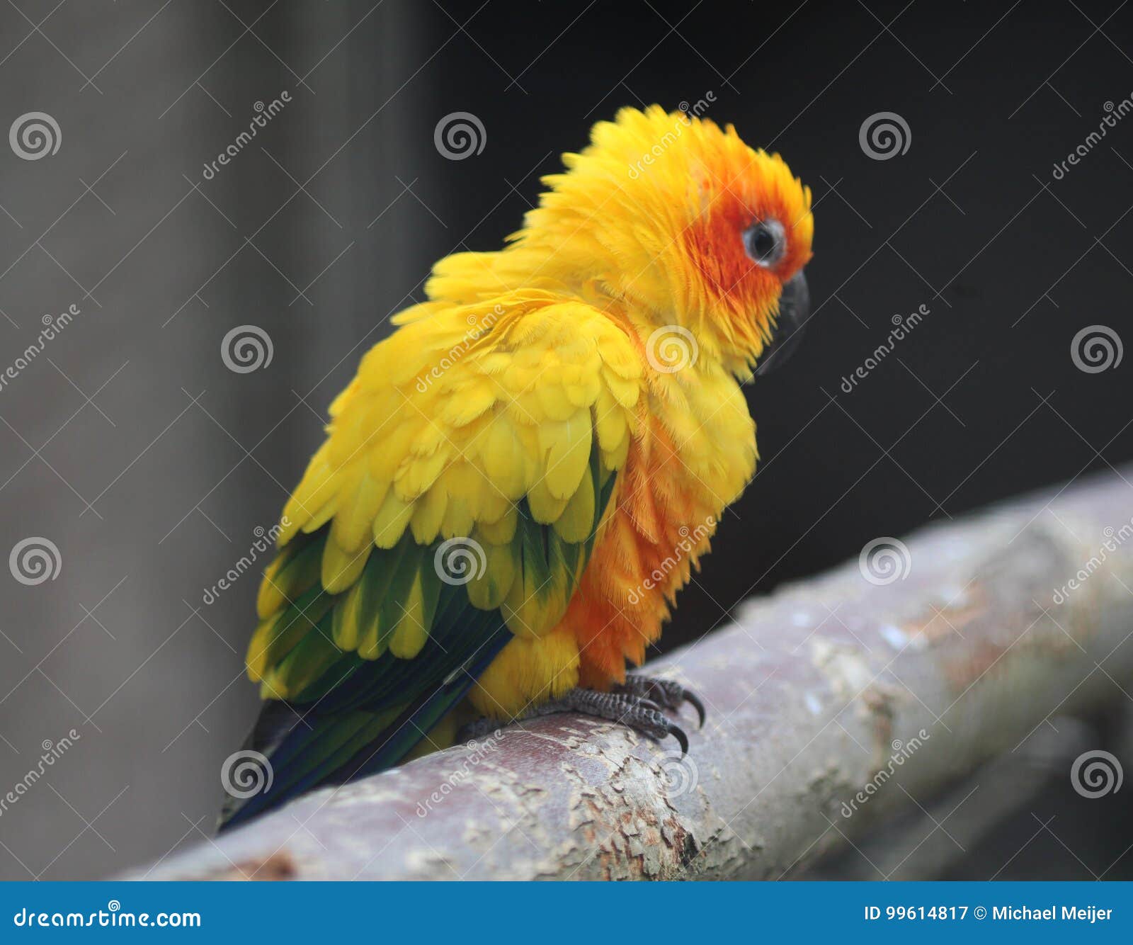 Sun Parakeet Aratinga Solstitialis Stock Image - Image of green, perch ...