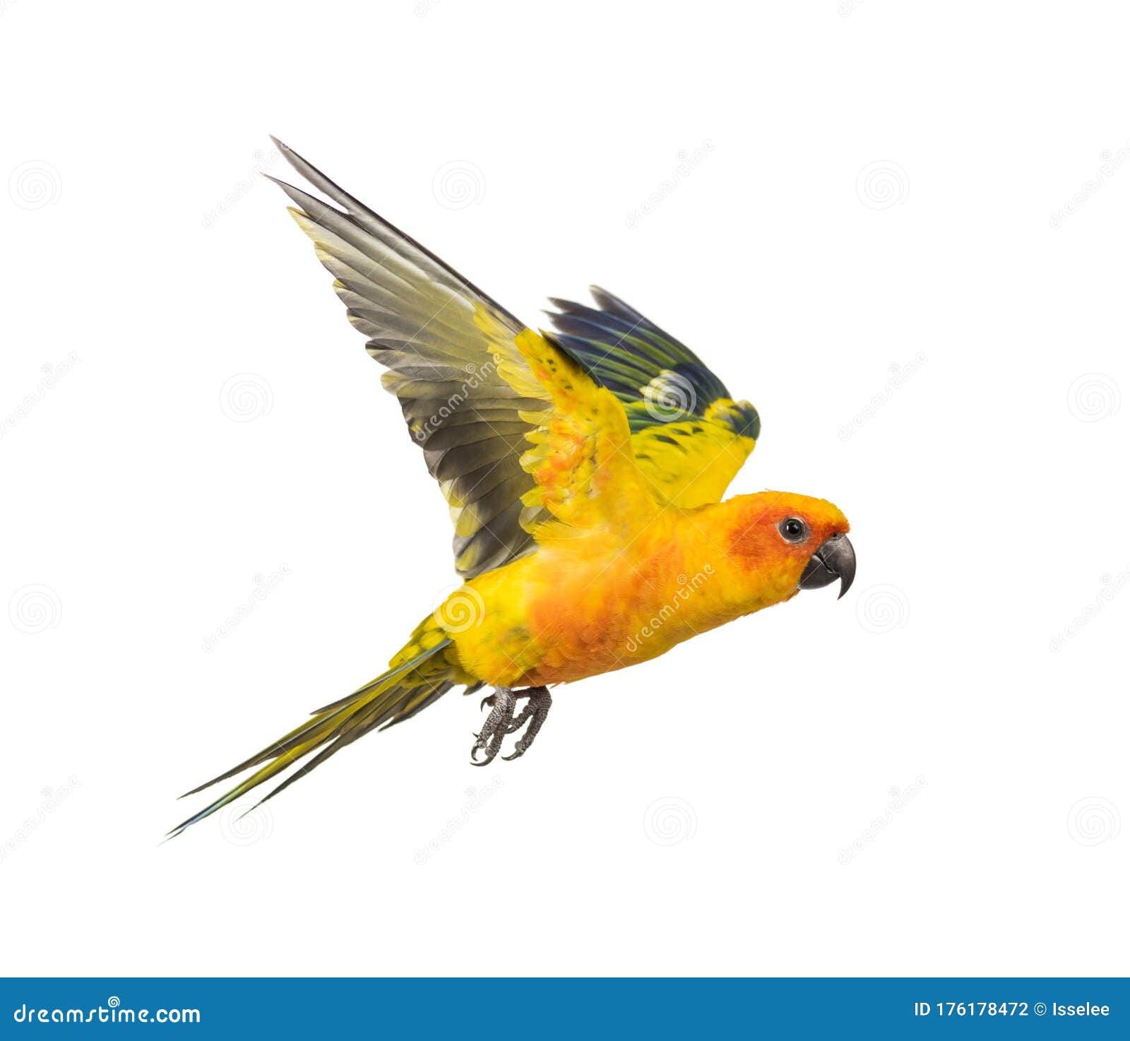 Sun Parakeet, Bird, Aratinga Solstitialis, Flying, Isolated Stock Photo ...
