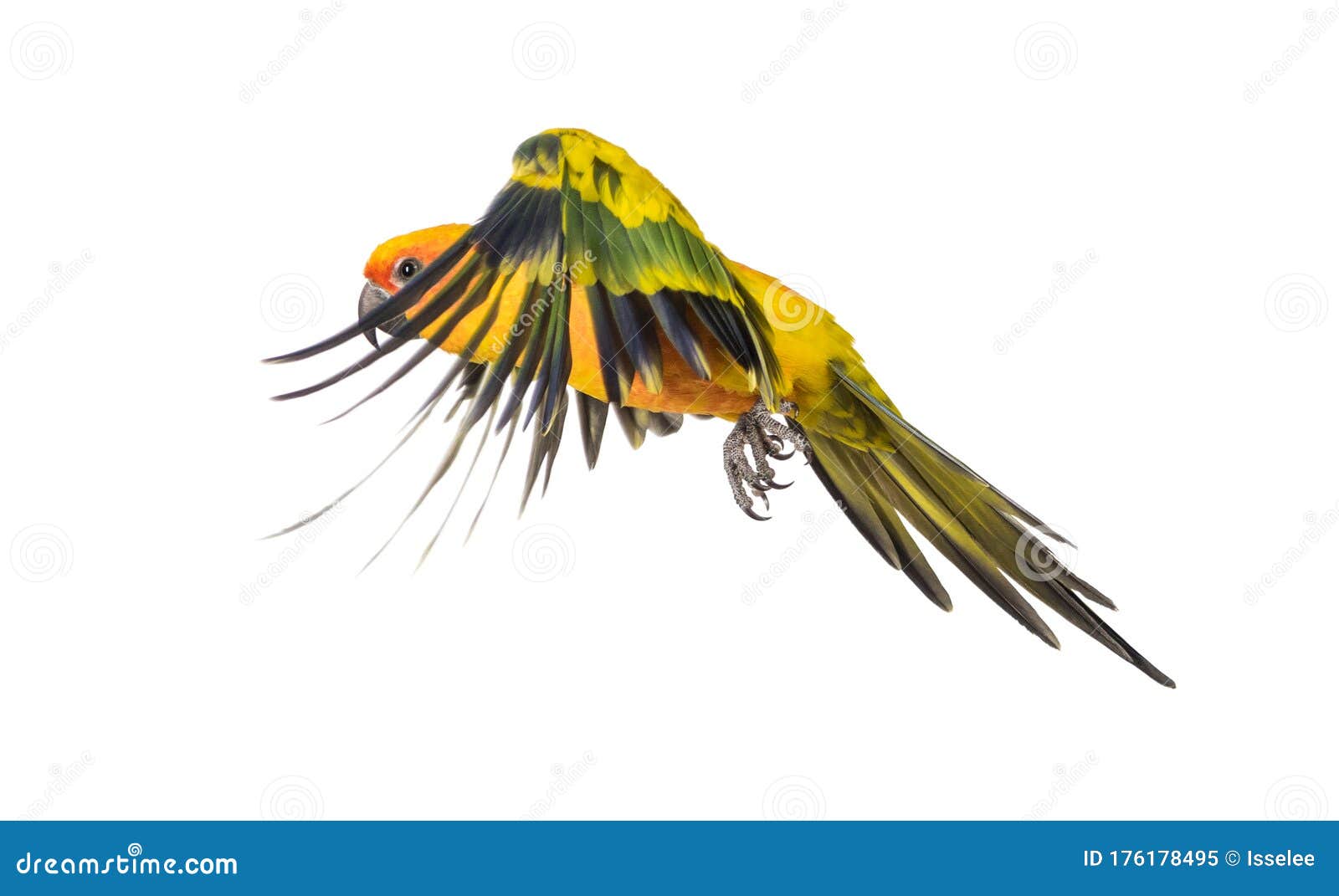 Sun Parakeet, Bird, Aratinga Solstitialis, Flying, Isolated Stock Image ...