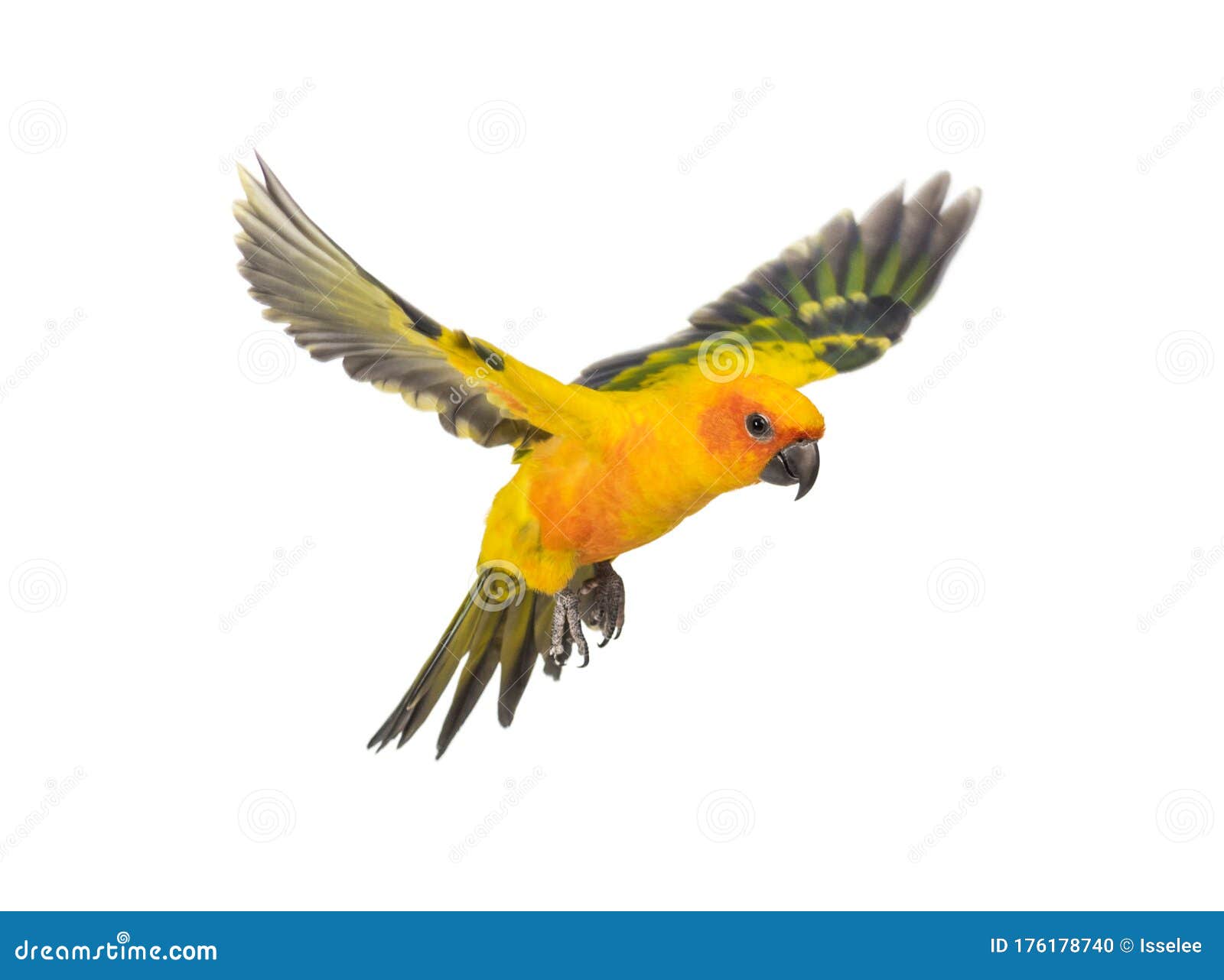 Sun Parakeet, Bird, Aratinga Solstitialis, Flying, Isolated Stock Photo ...