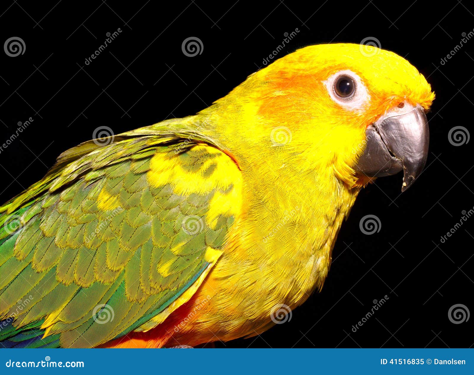 Sun Parakeet stock image. Image of feather, animal, summer - 41516835
