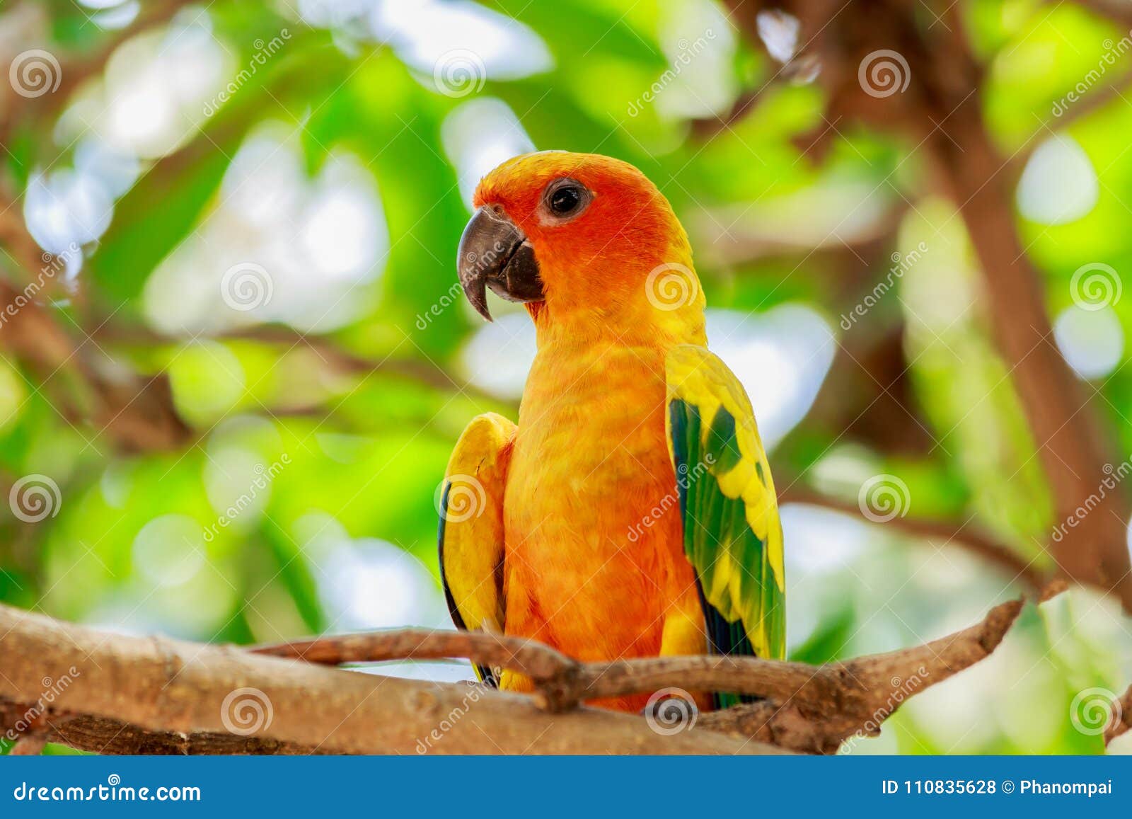 Sun Parakeet or Sun Conure Parrot on Tree. Stock Photo - Image of ...