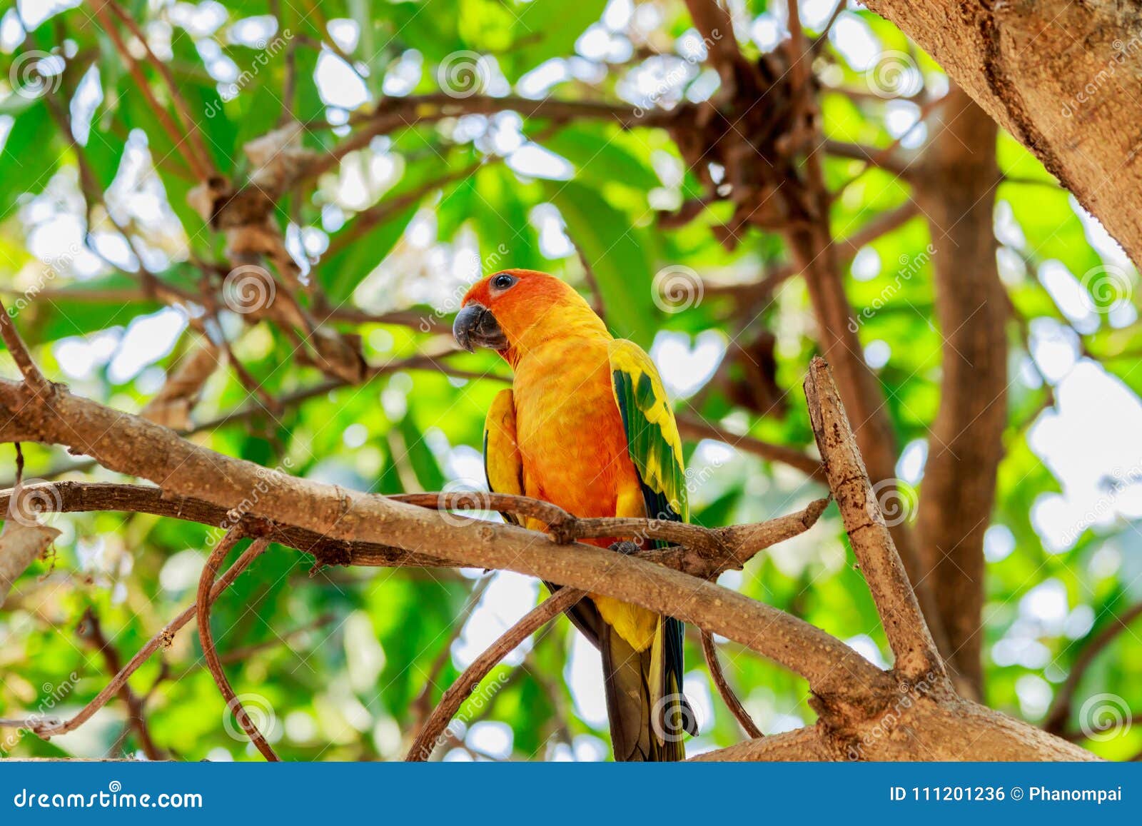 Sun Parakeet or Sun Conure Parrot on Tree. Stock Photo - Image of ...