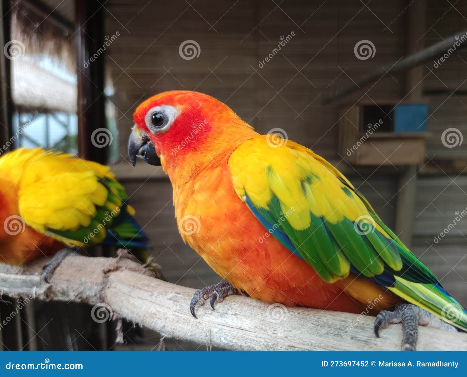 The Sun Parakeet or Sun Conure with Rainbow Color Inside Bamboo Cage ...