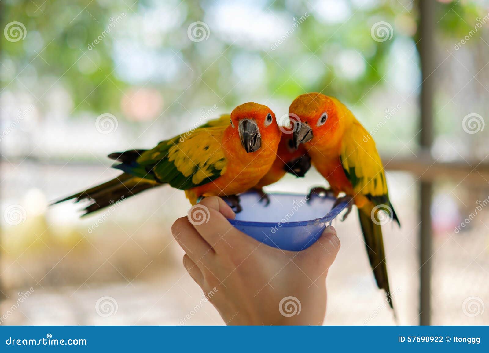 Sun Parakeet Parrots Perching on a Bowl Stock Photo - Image of bowl ...