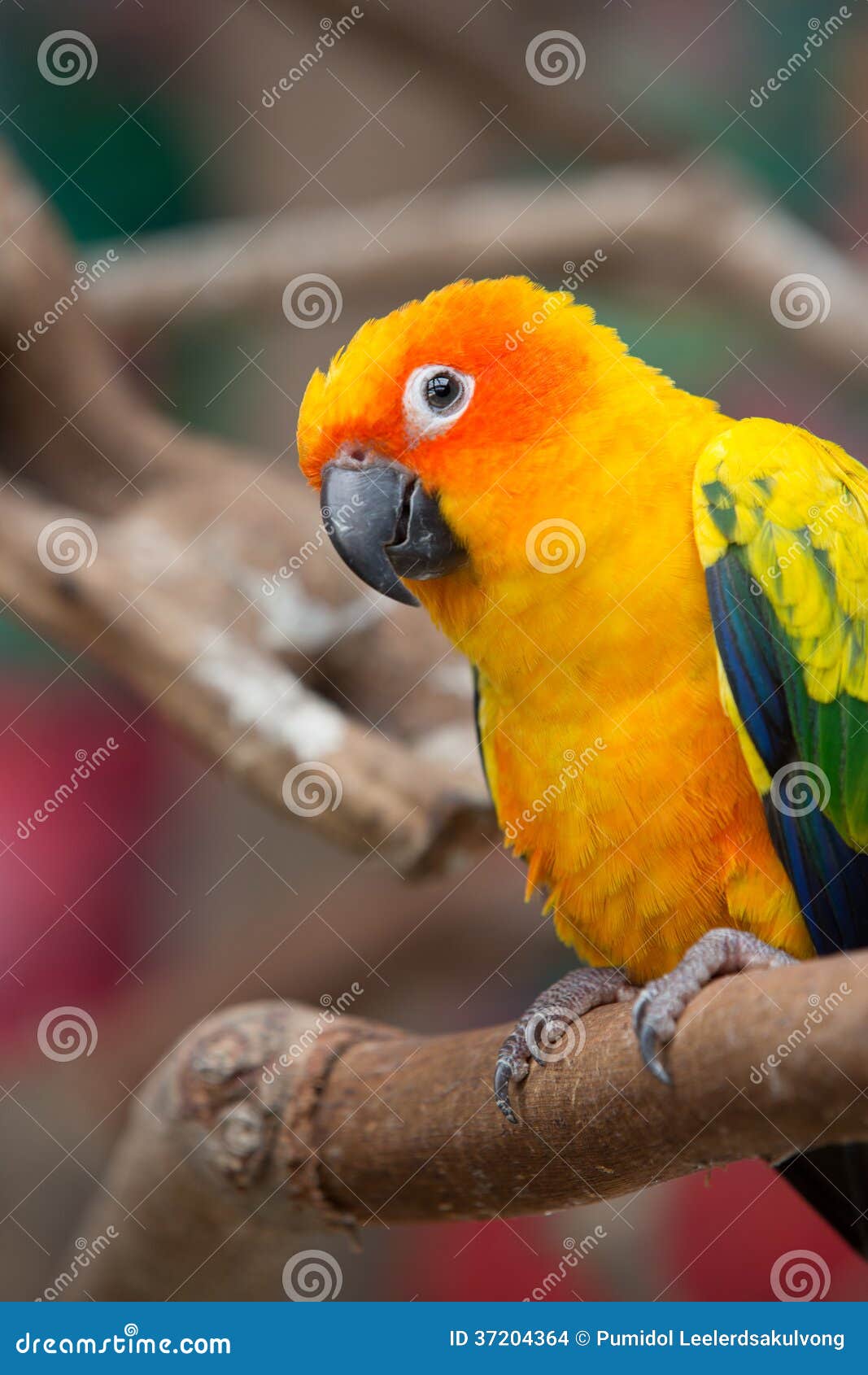 Sun parakeet stock photo. Image of gold, nature, lovely - 37204364