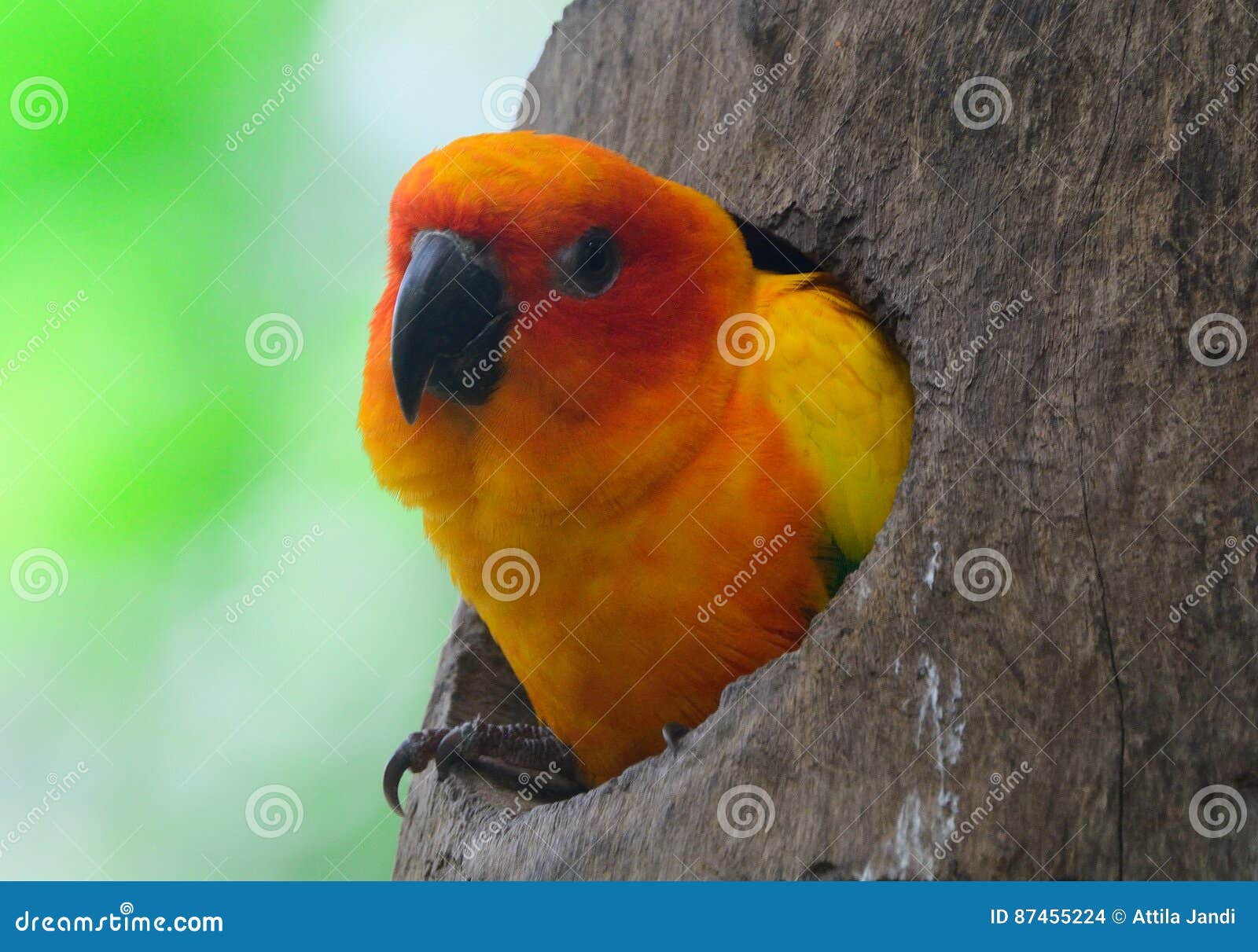 Sun parakeet, Singapore stock photo. Image of endangered - 87455224
